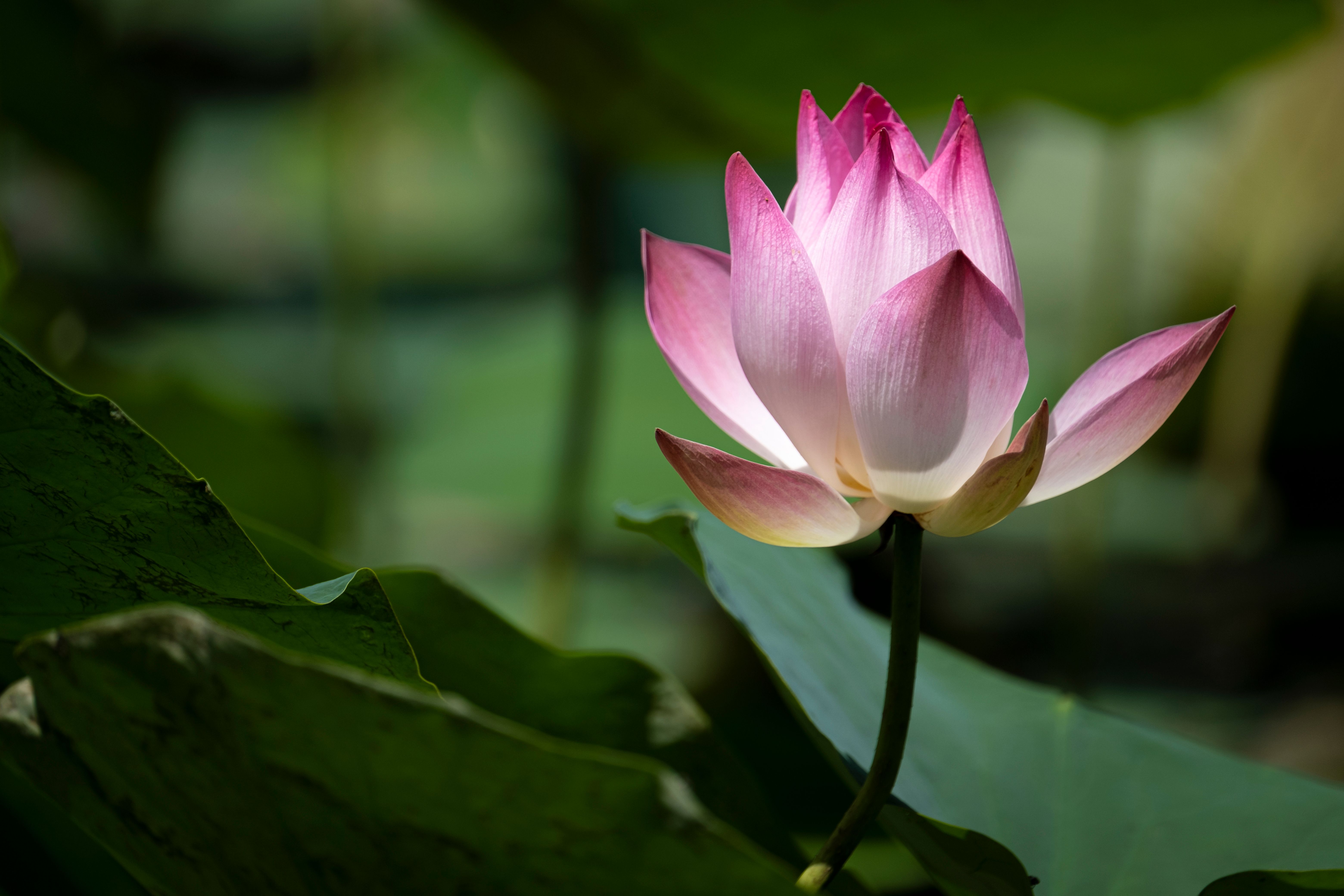 Photography of Lotus Flowers in Bloom · Free Stock Photo