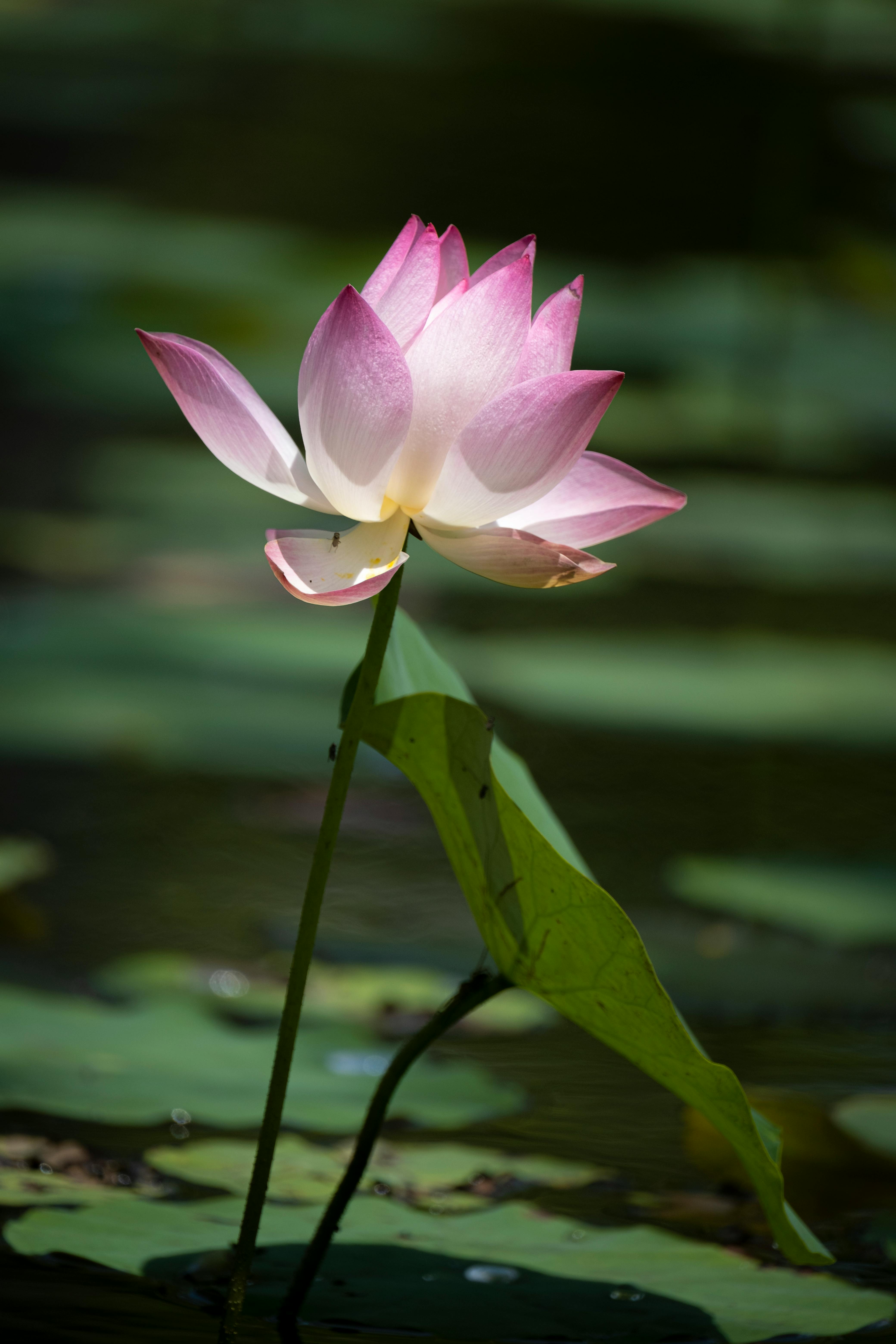 Lotus Background Photos, Download The BEST Free Lotus Background Stock ...