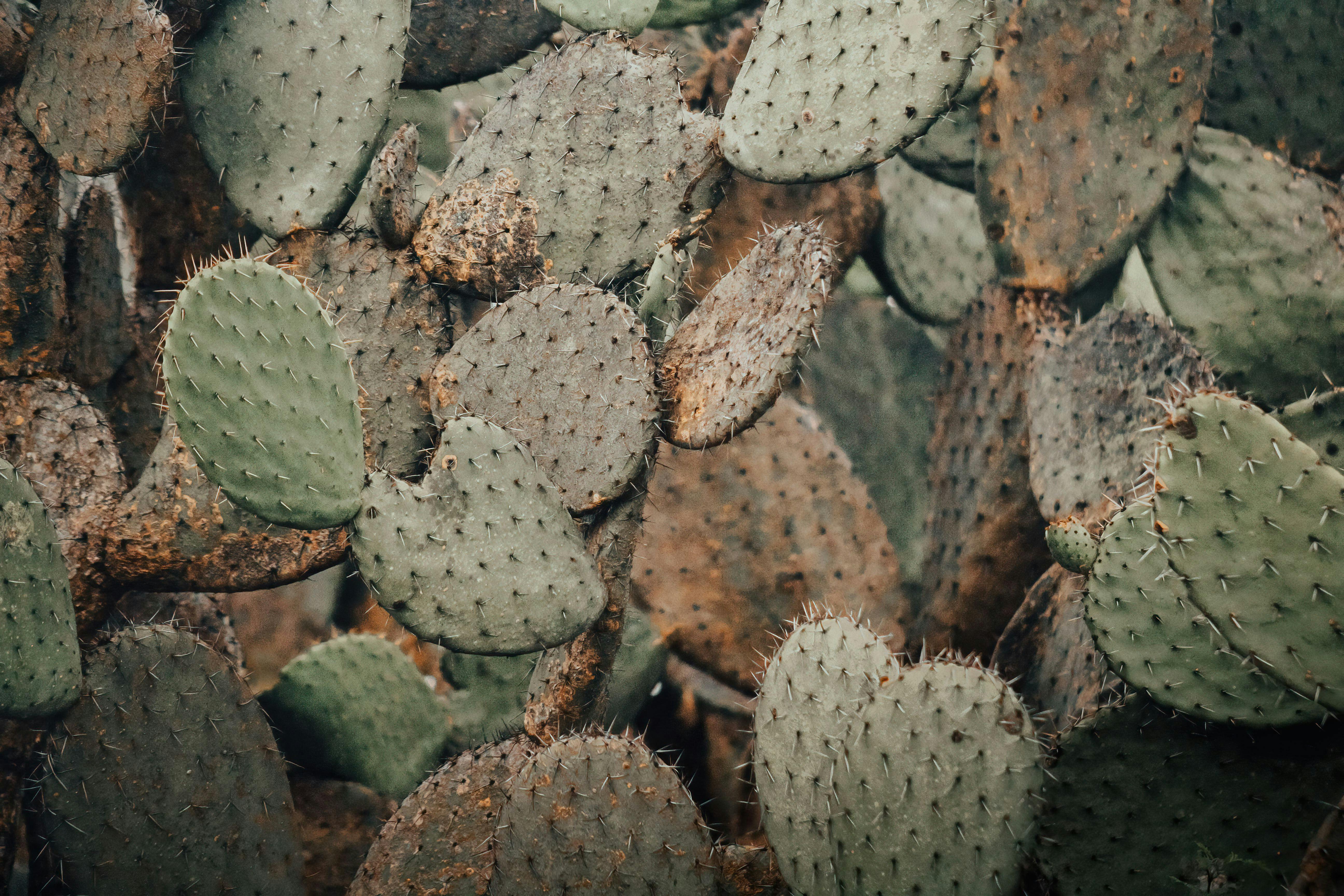 Las mejores fotos de Nopal · Descarga totalmente gratuita · Fotos de ...