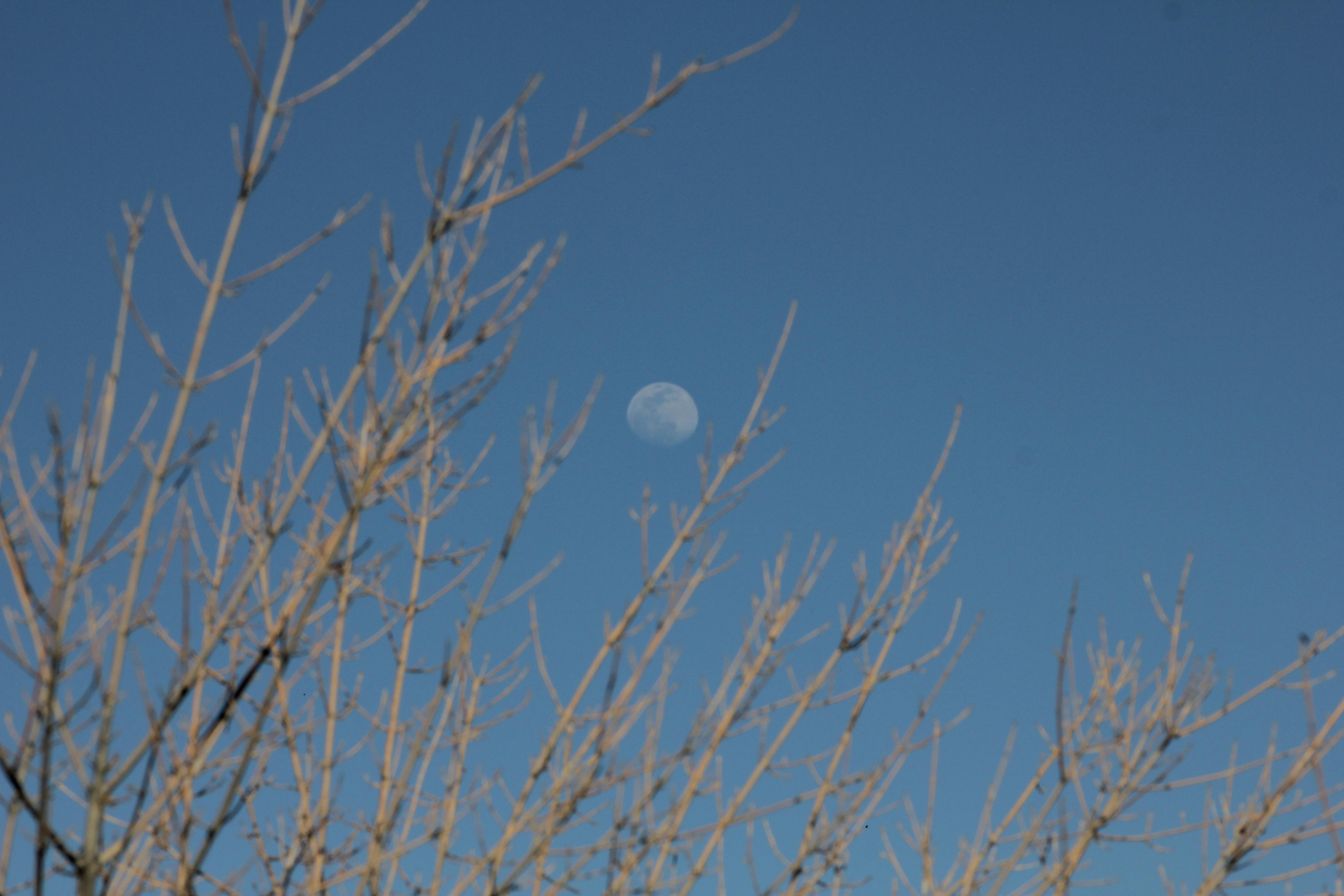 The Moon Across the Blue Sky · Free Stock Photo