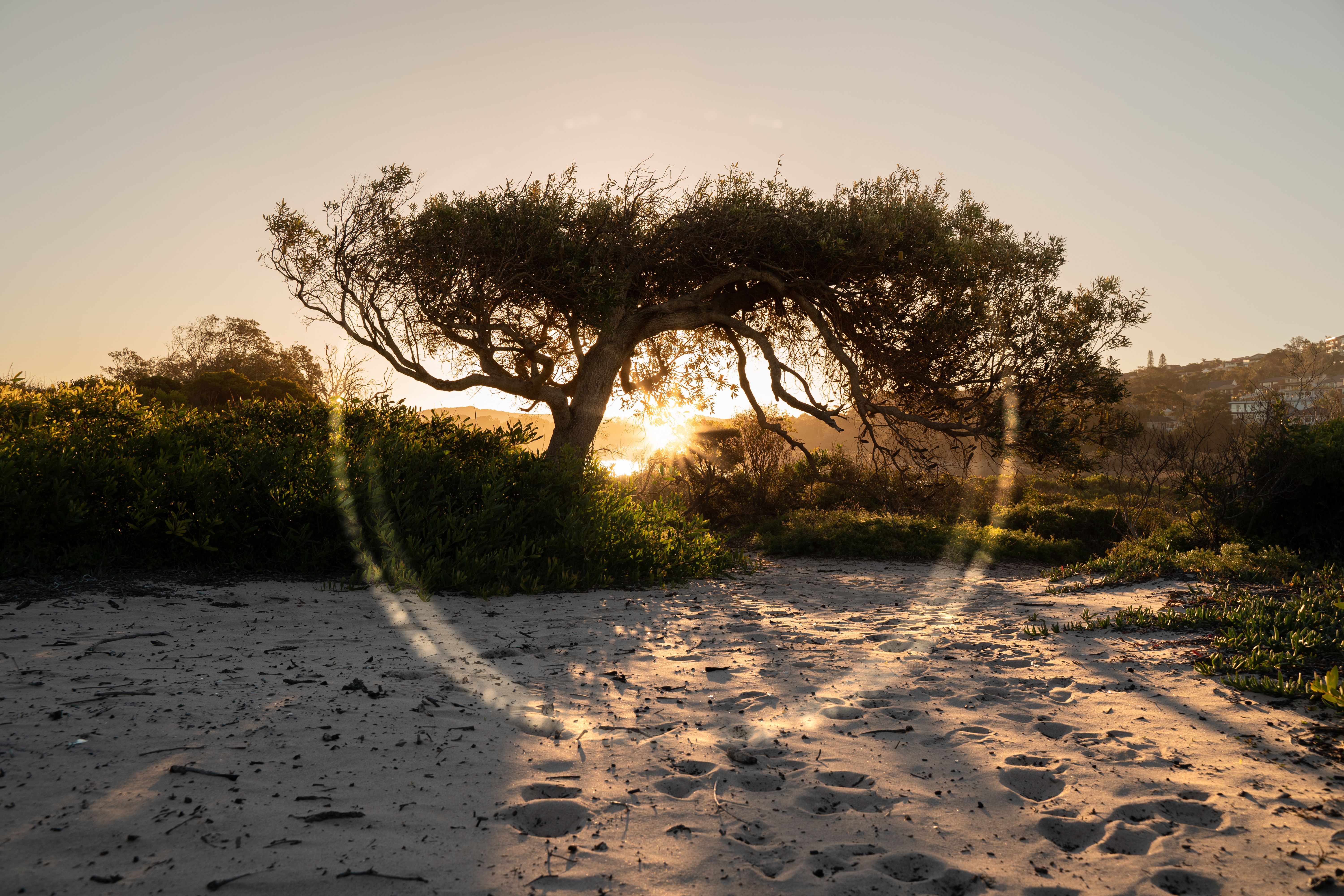 Sunbeam Through the Tree in the Beach · Free Stock Photo