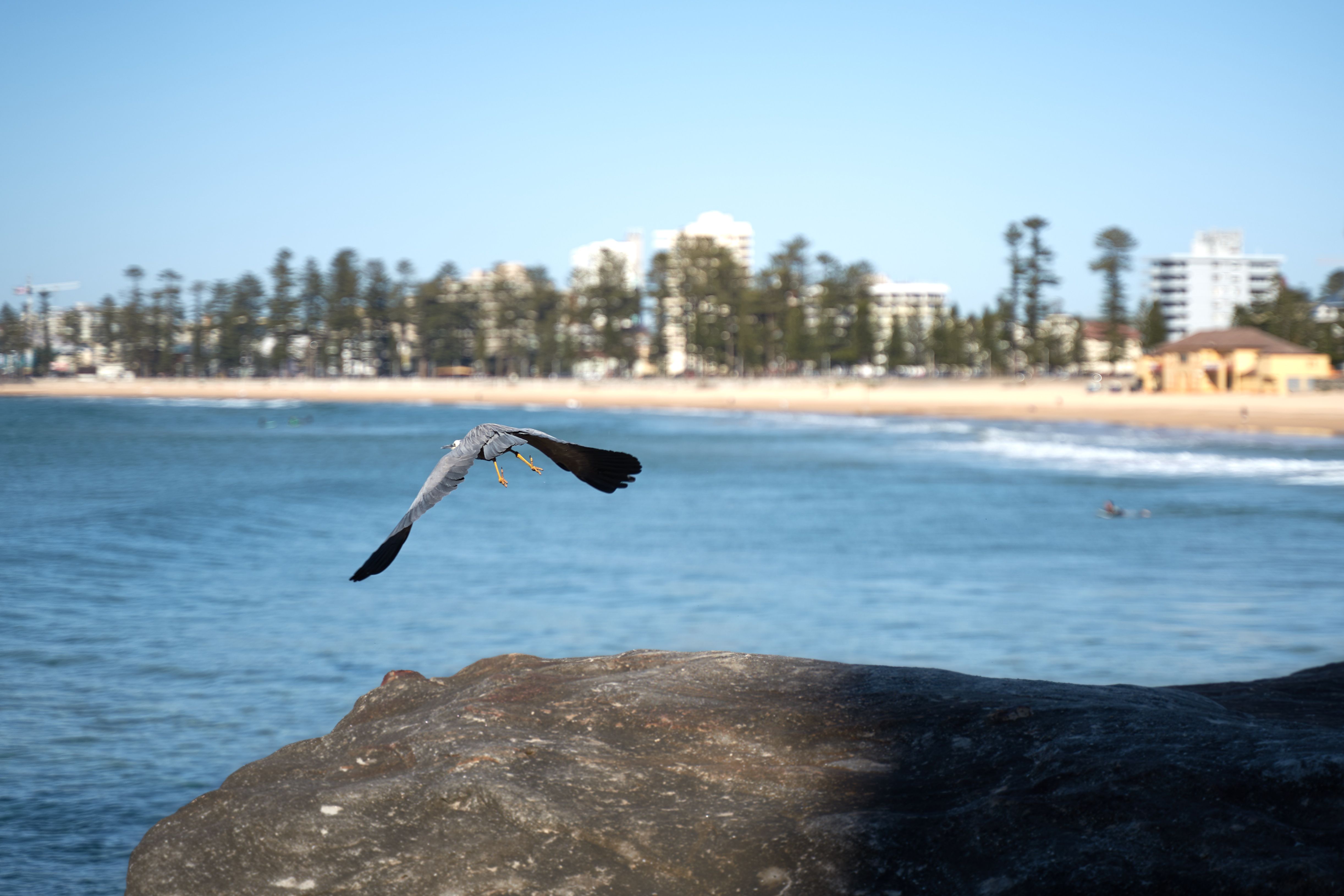Bird Flying over Rock on Sea Shore · Free Stock Photo