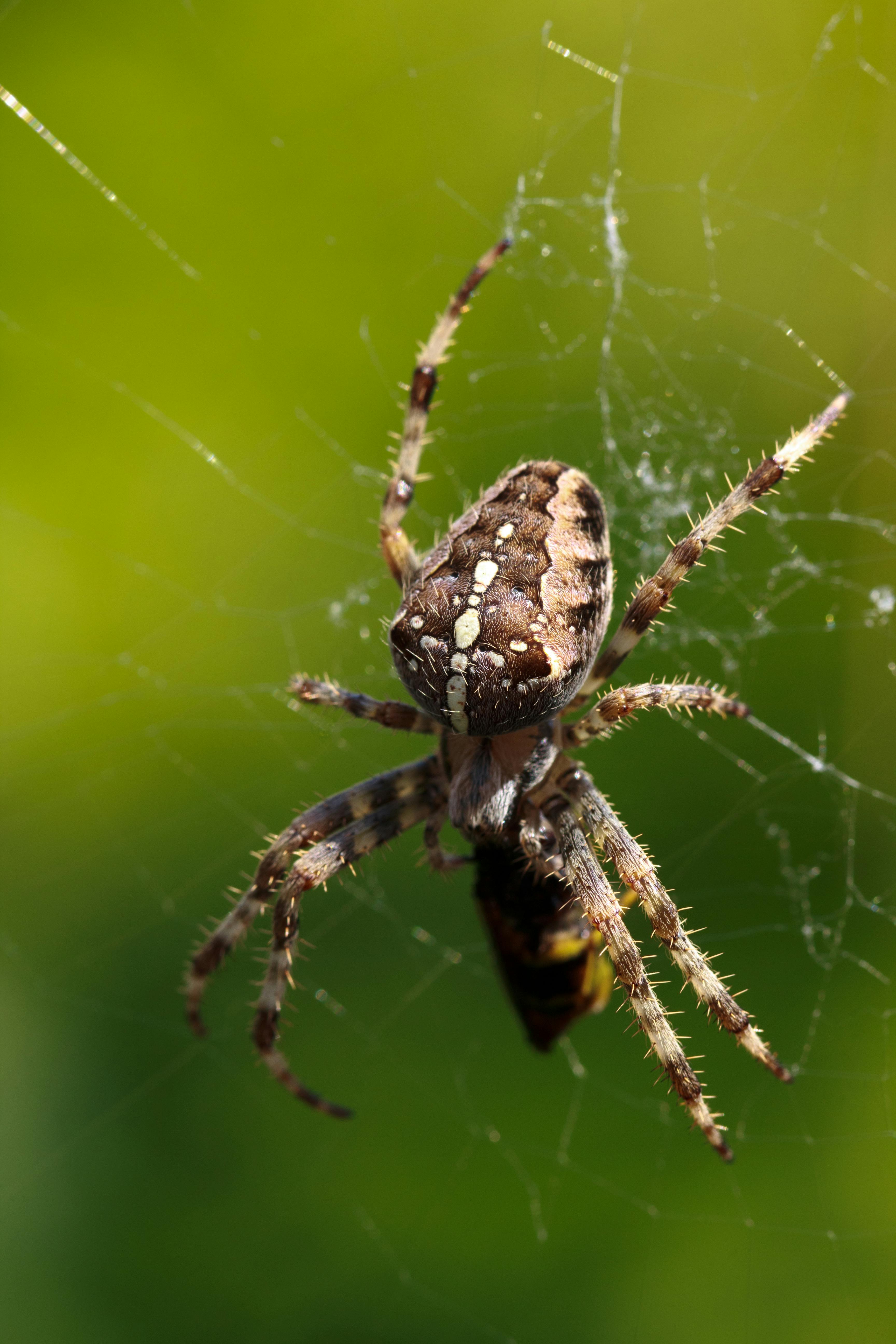 Ambush Background Pattern Photos, Download The BEST Free Ambush ...