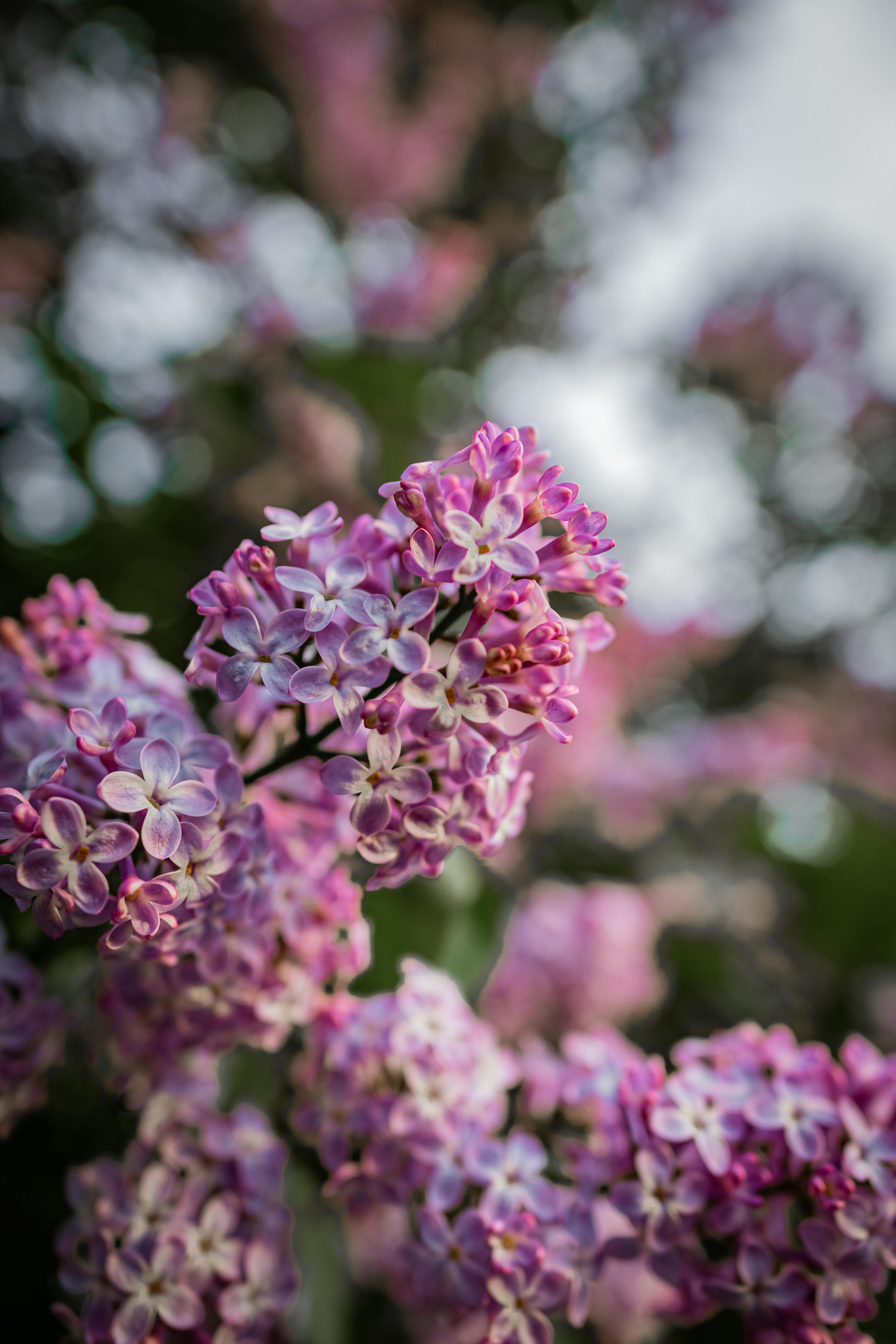Selective Focus Photo of Blooming Pink Flowers · Free Stock Photo