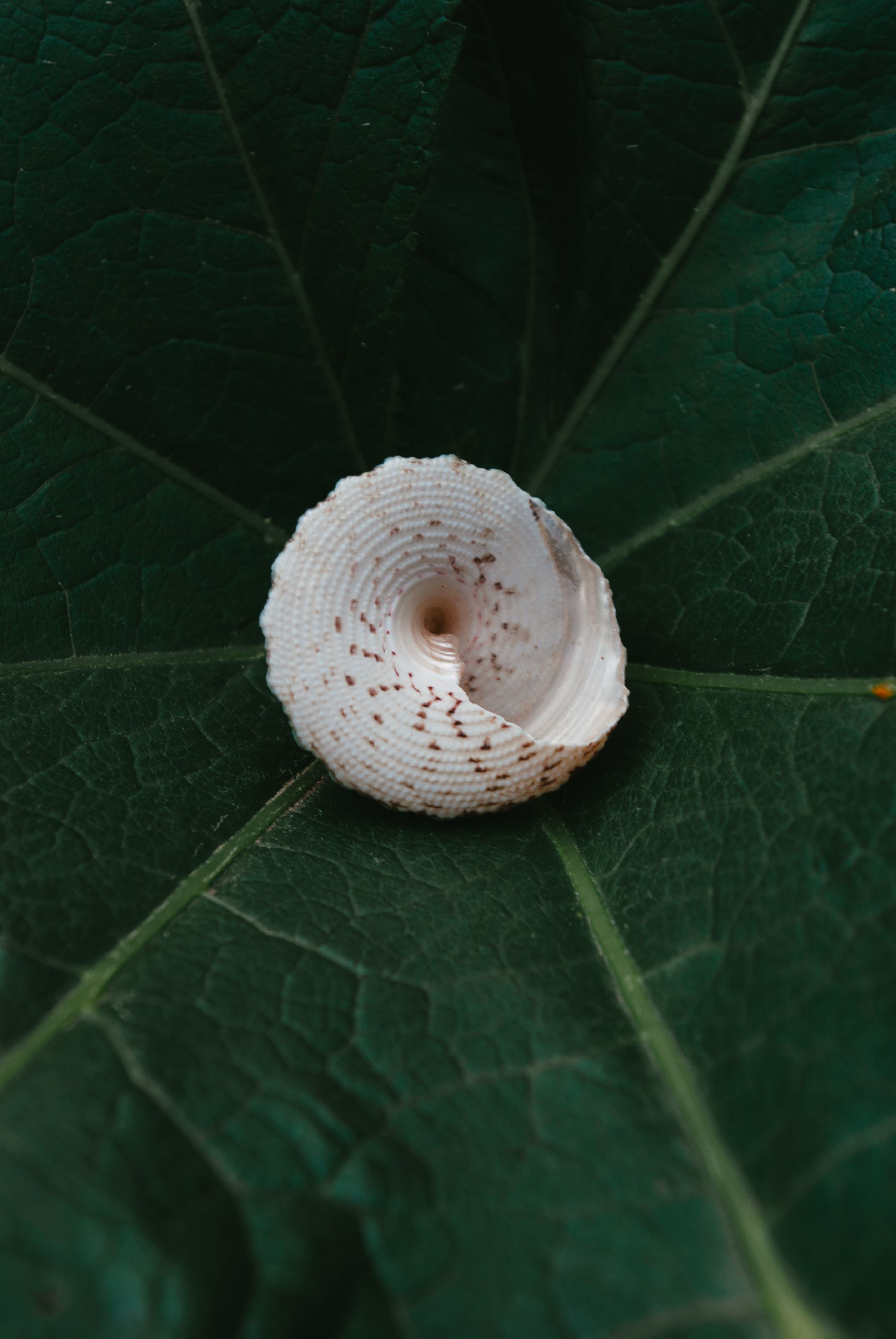 A Shell on a Green Leaf · Free Stock Photo