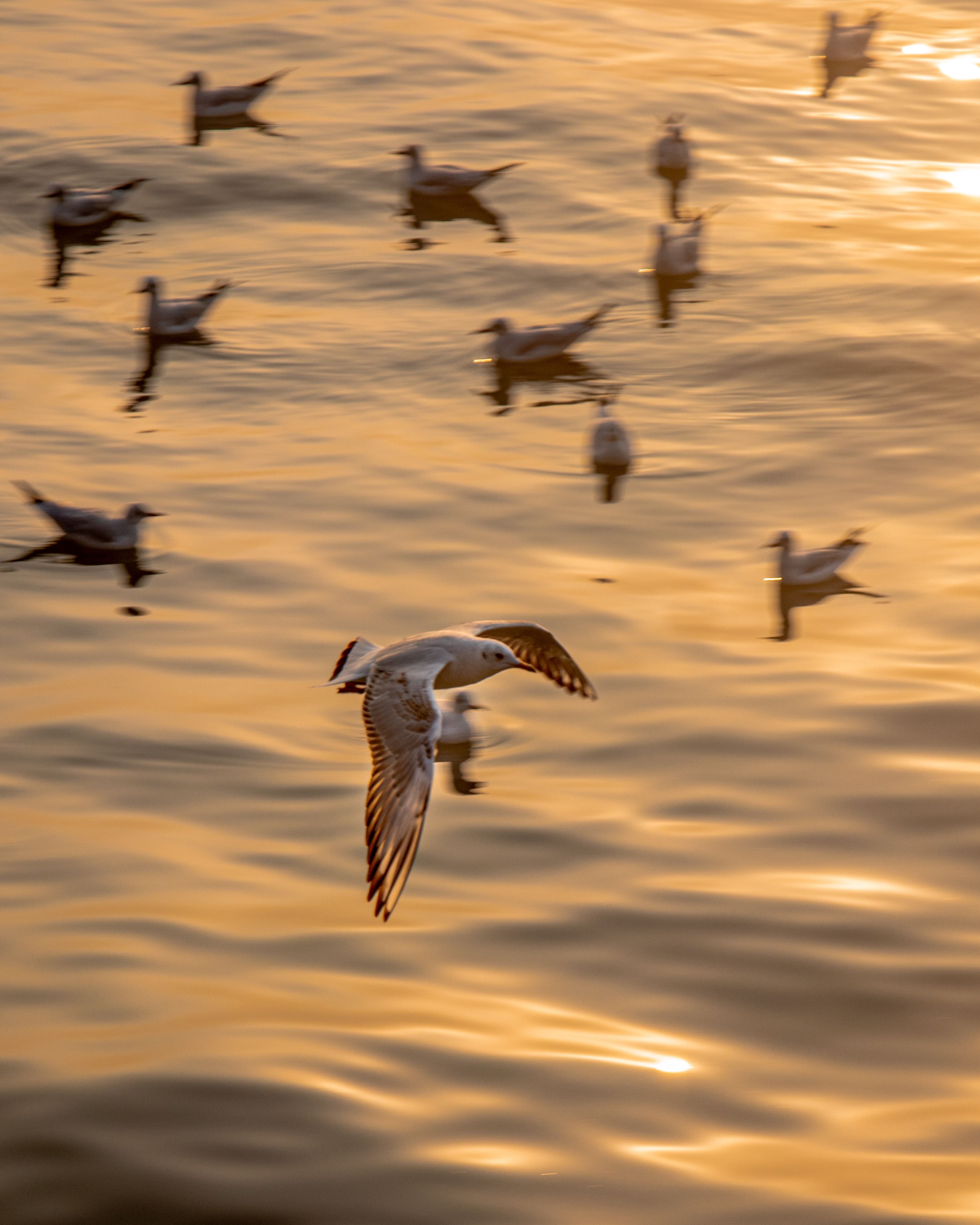 Birds Flying Above a Lake · Free Stock Photo