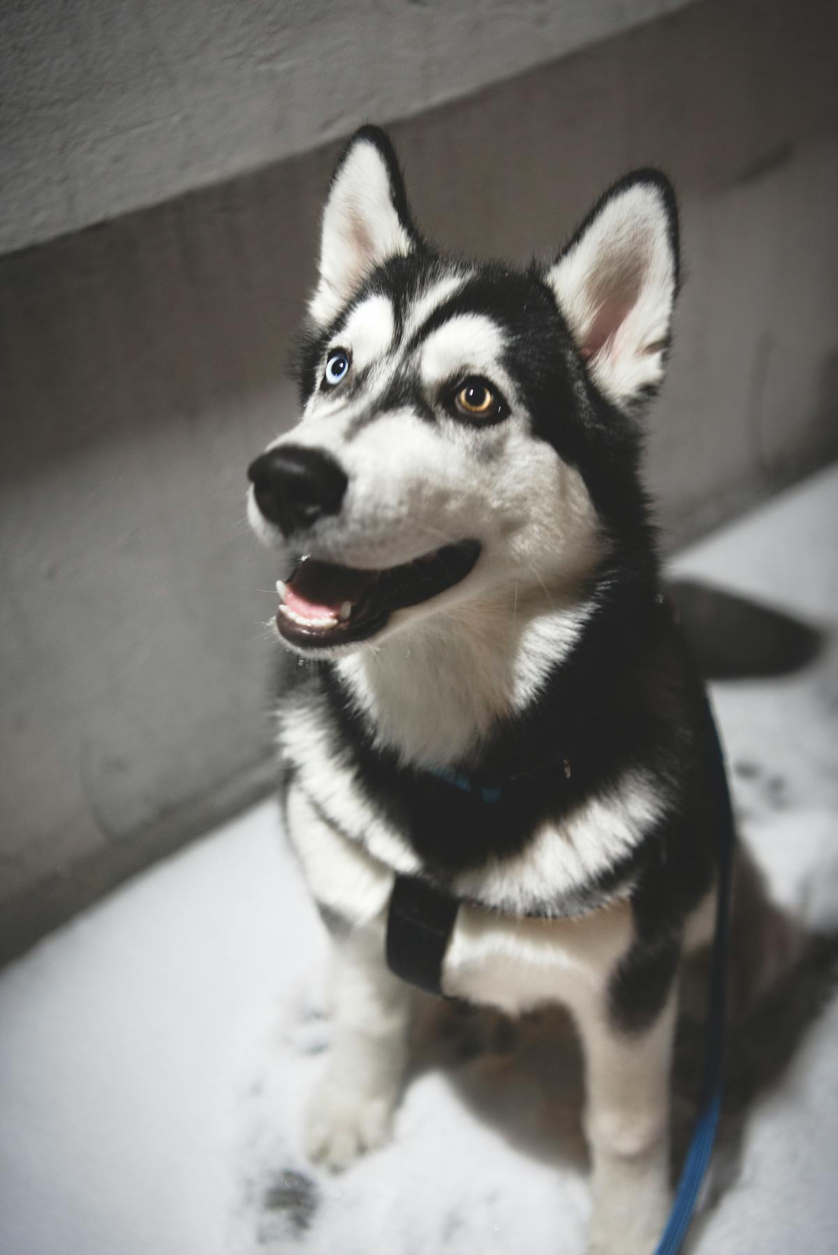 Husky Photos, Download The BEST Free Husky Stock Photos & HD Images