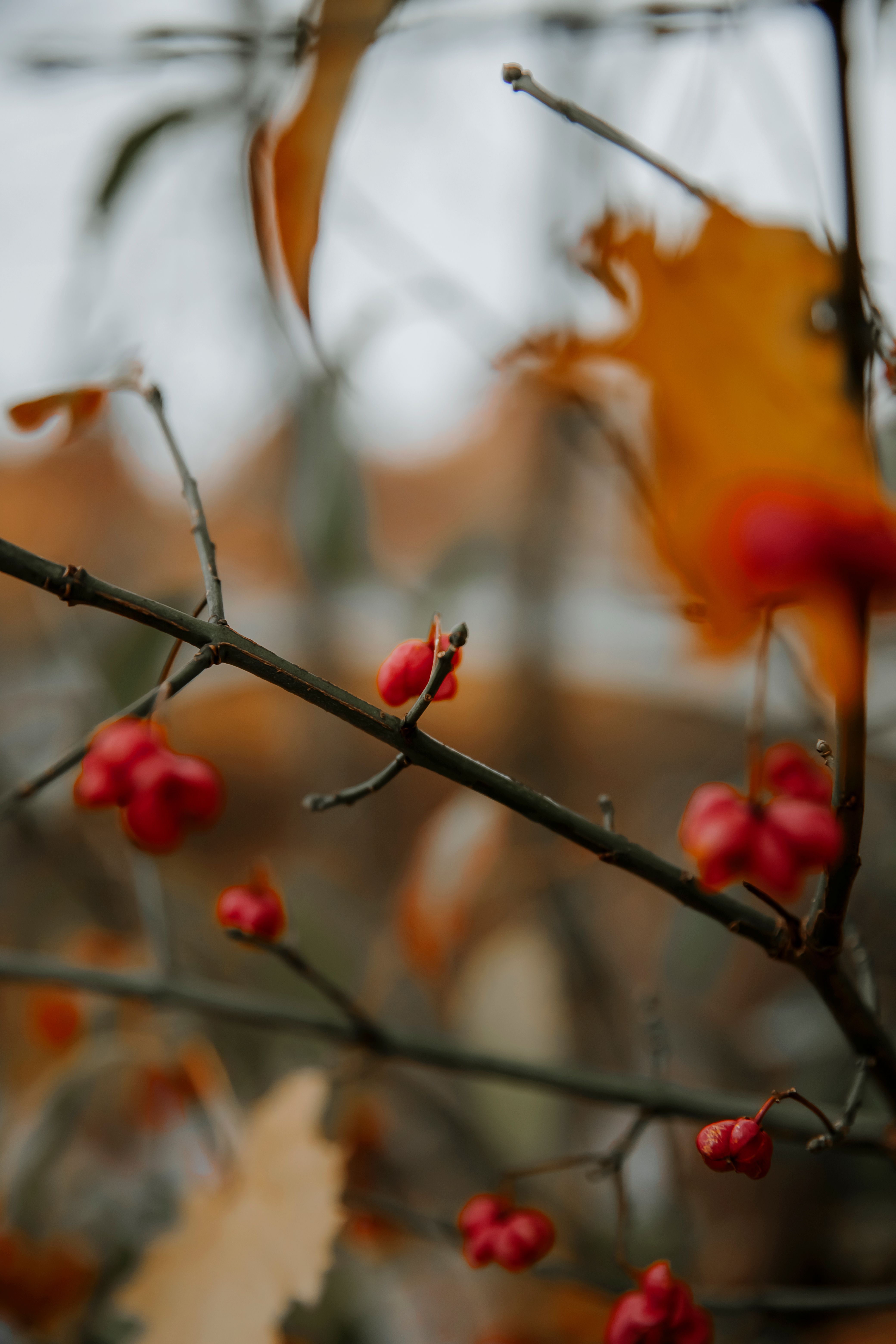 Fruit on Branches · Free Stock Photo