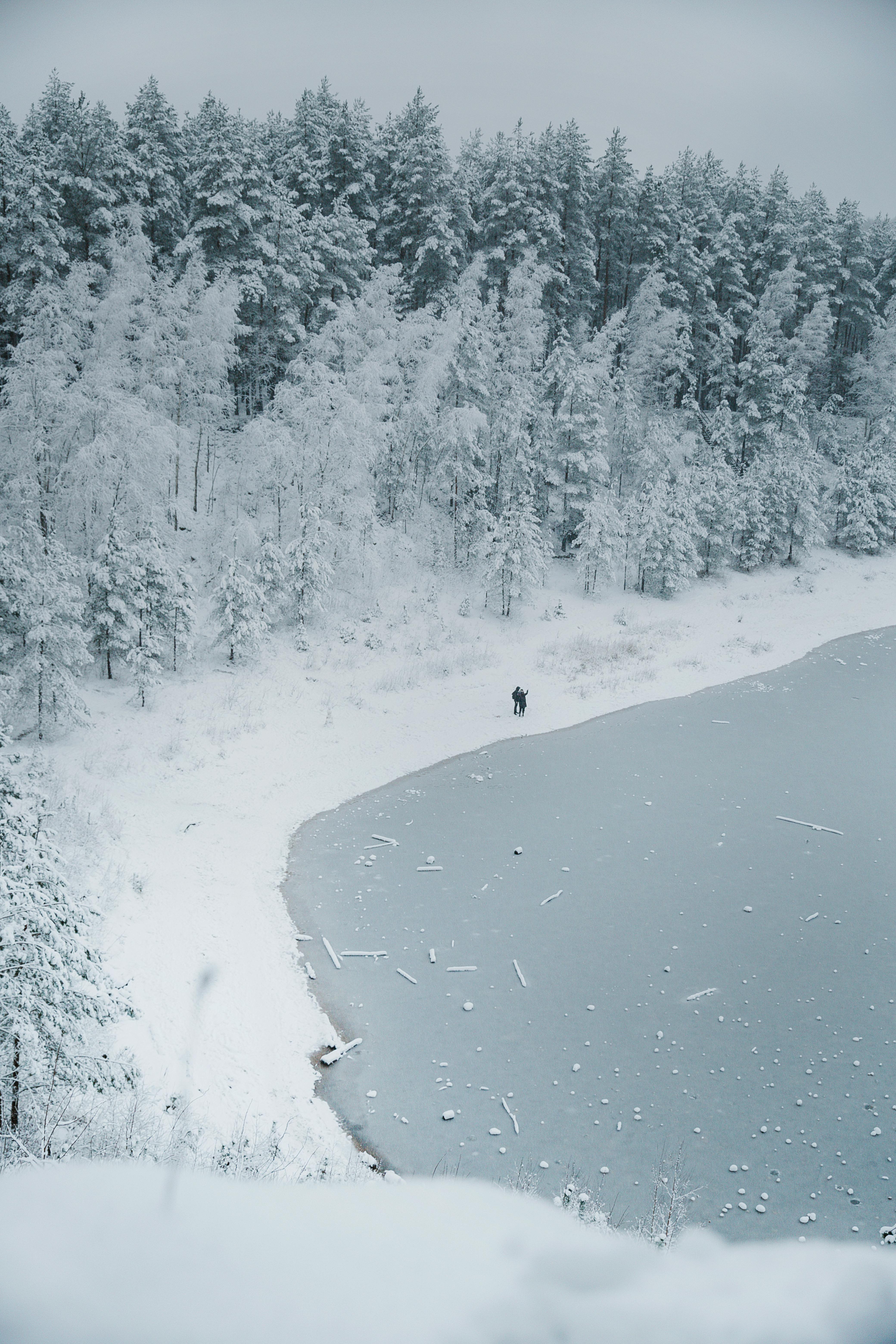 Person Standing on Snow Covered Ground with Trees · Free Stock Photo