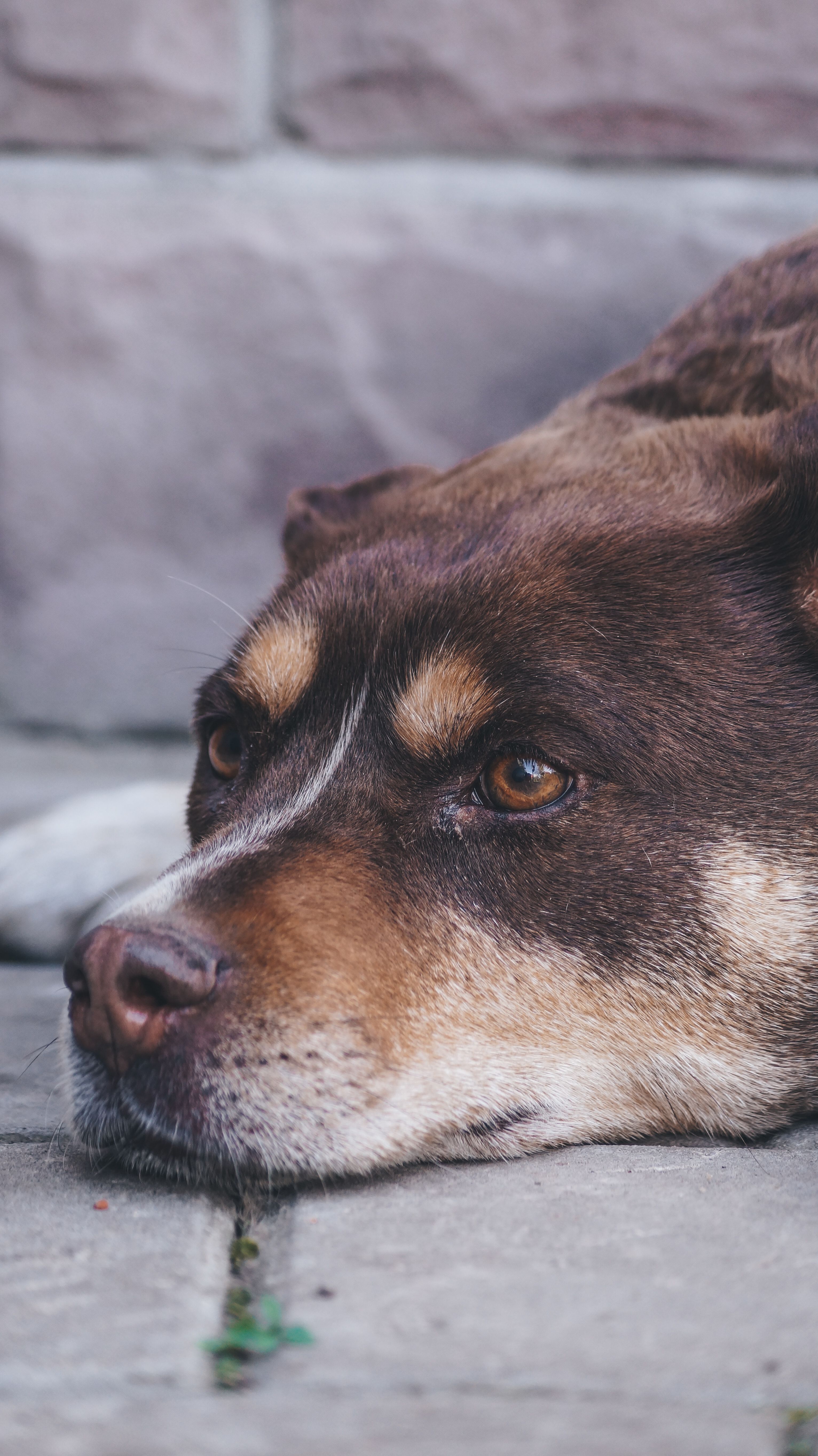 Brown Gog Lying on the Floor · Free Stock Photo