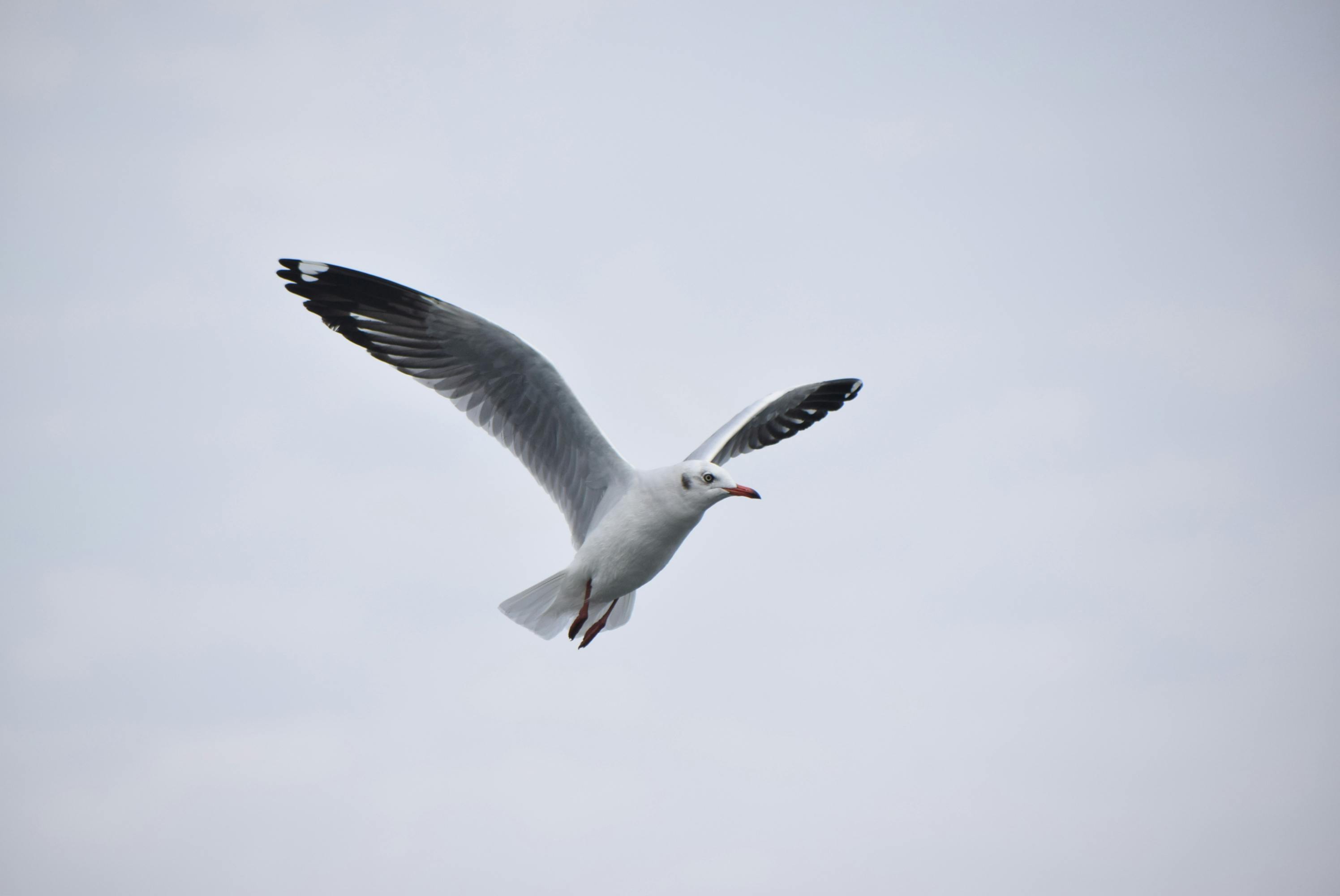 Seagull Catching Flying Fish · Free Stock Photo