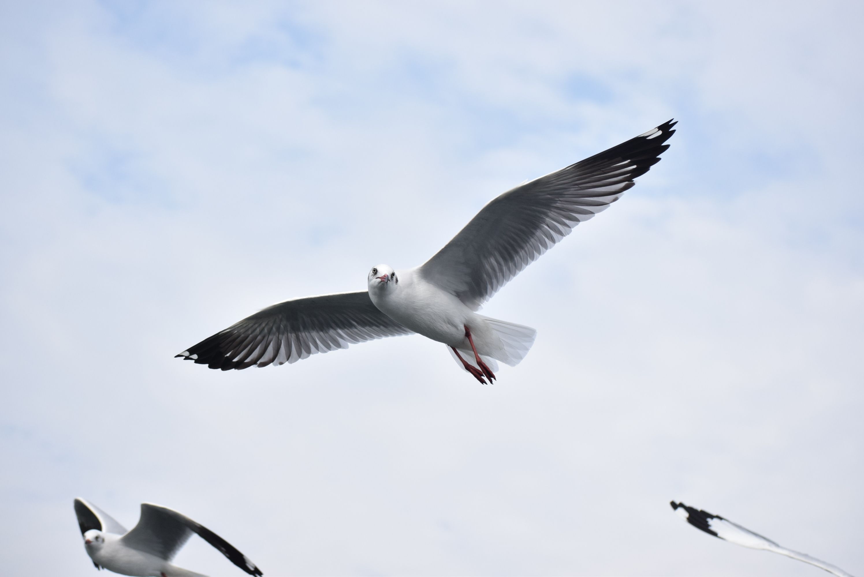 Close-up of a Flying Seagull · Free Stock Photo