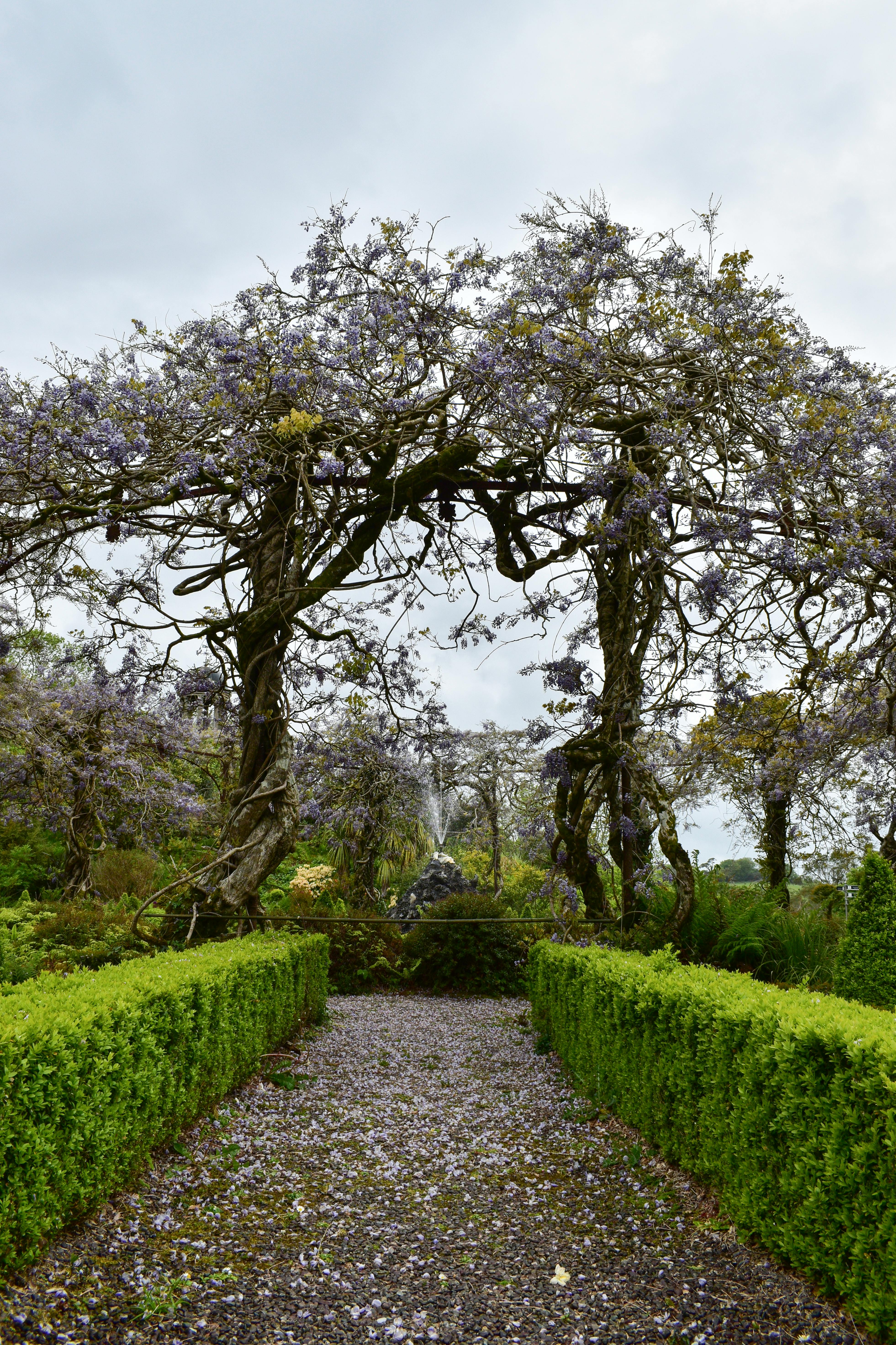 A Garden With Flowering Trees and Hedge · Free Stock Photo