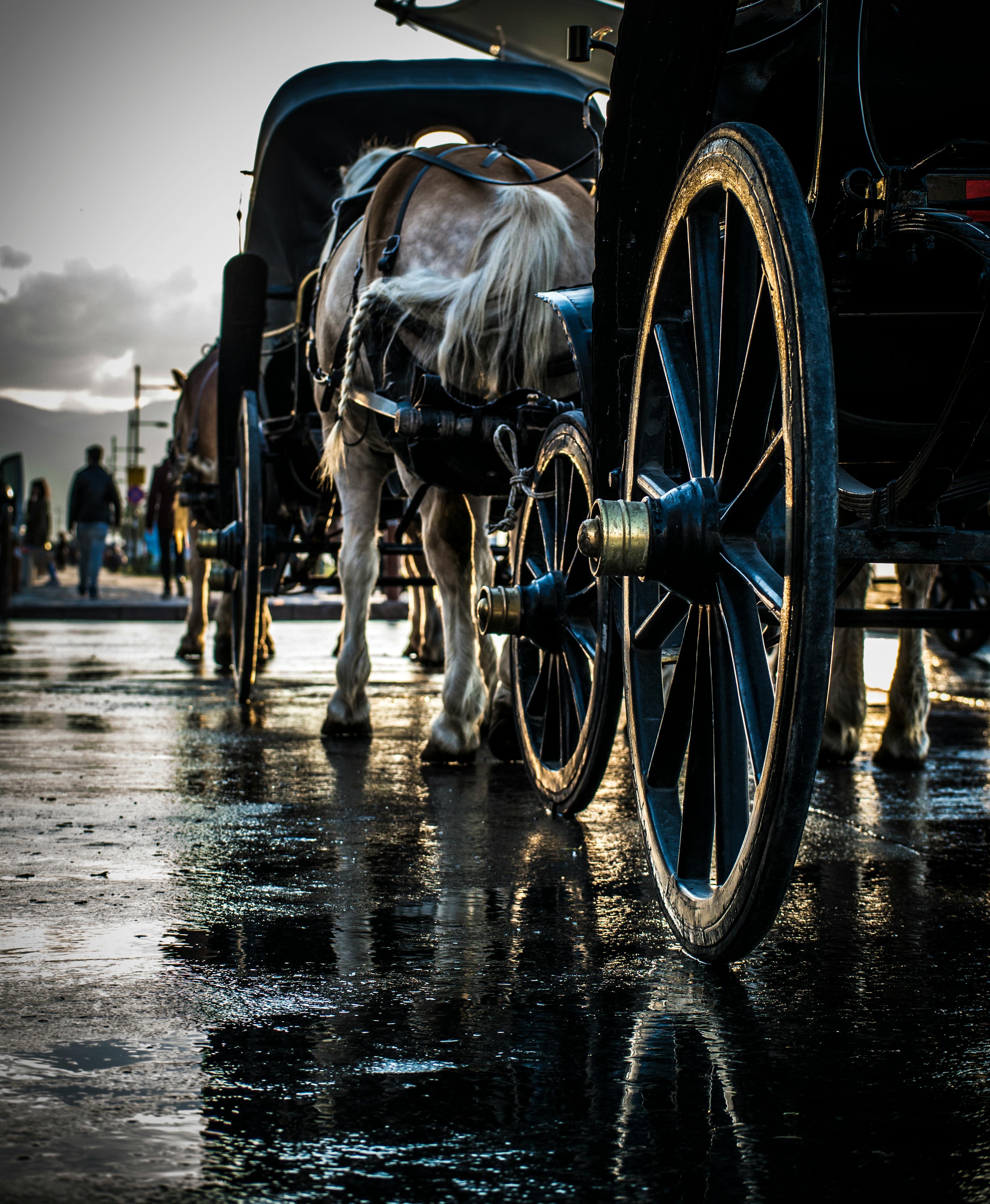 Two Man On A Carriage With Horse · Free Stock Photo