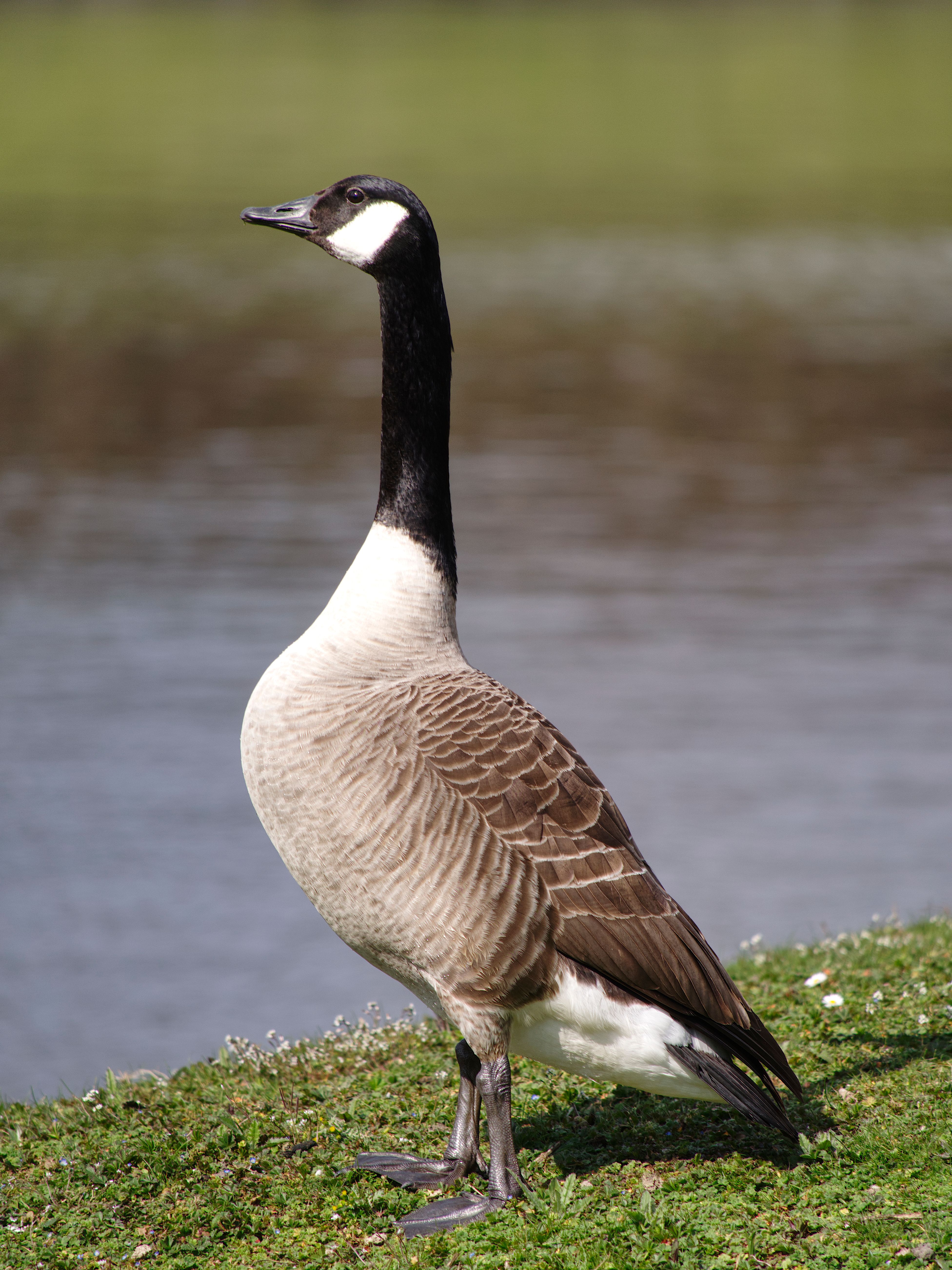 Goose in Close Up Photography · Free Stock Photo