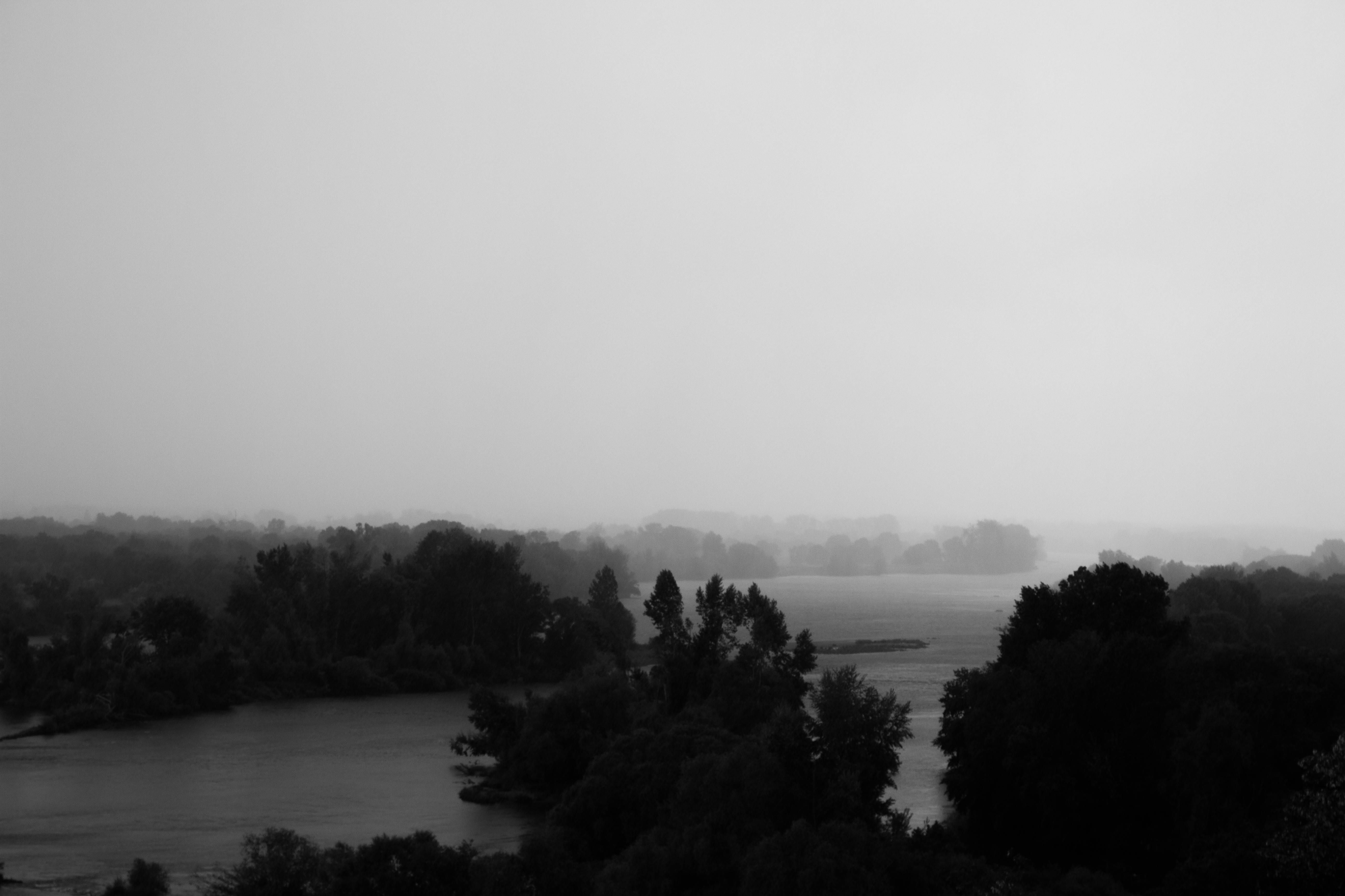 Grayscale Photo of Trees Near the Sea · Free Stock Photo