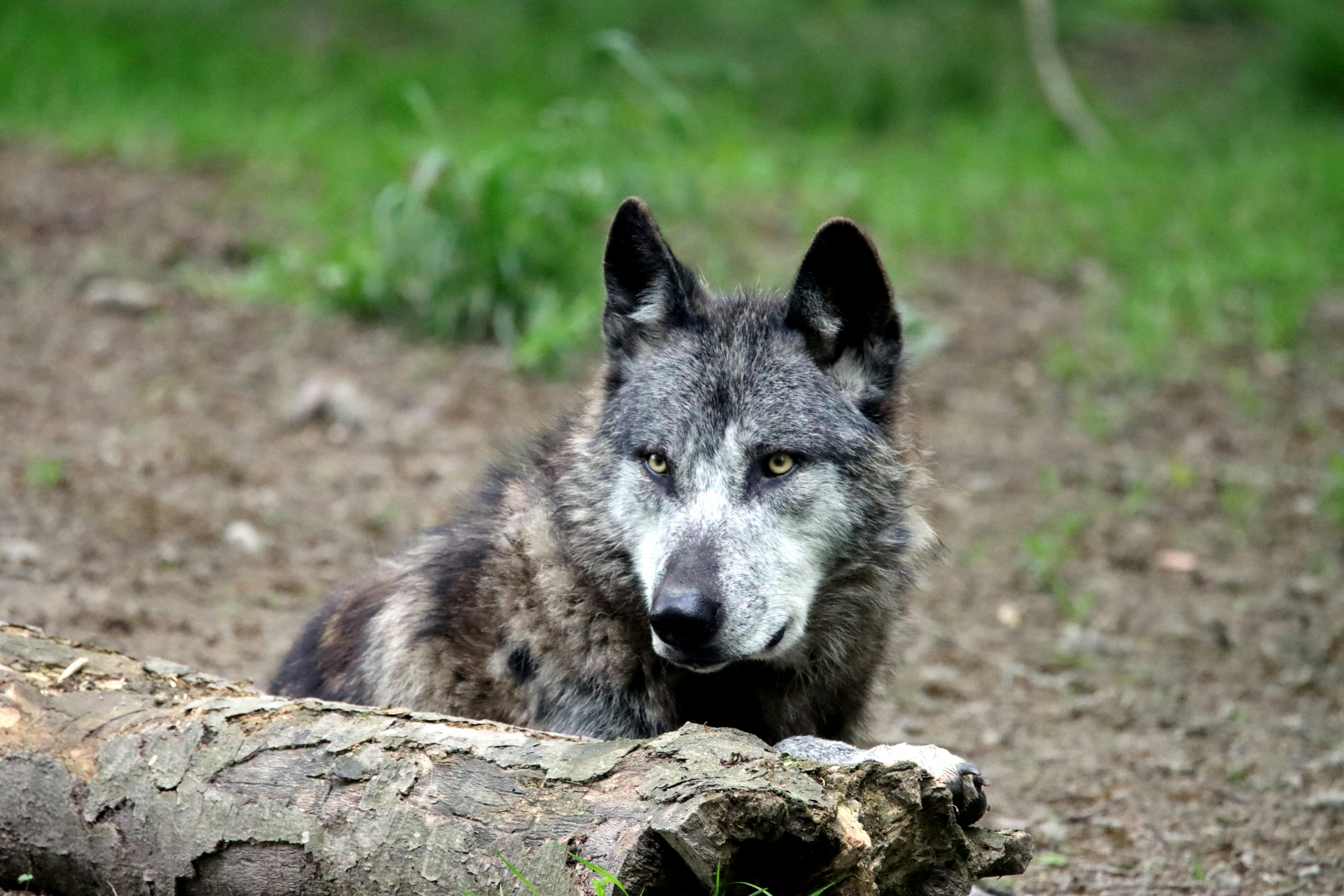 Gray Wolf Beside a Tree Log · Free Stock Photo