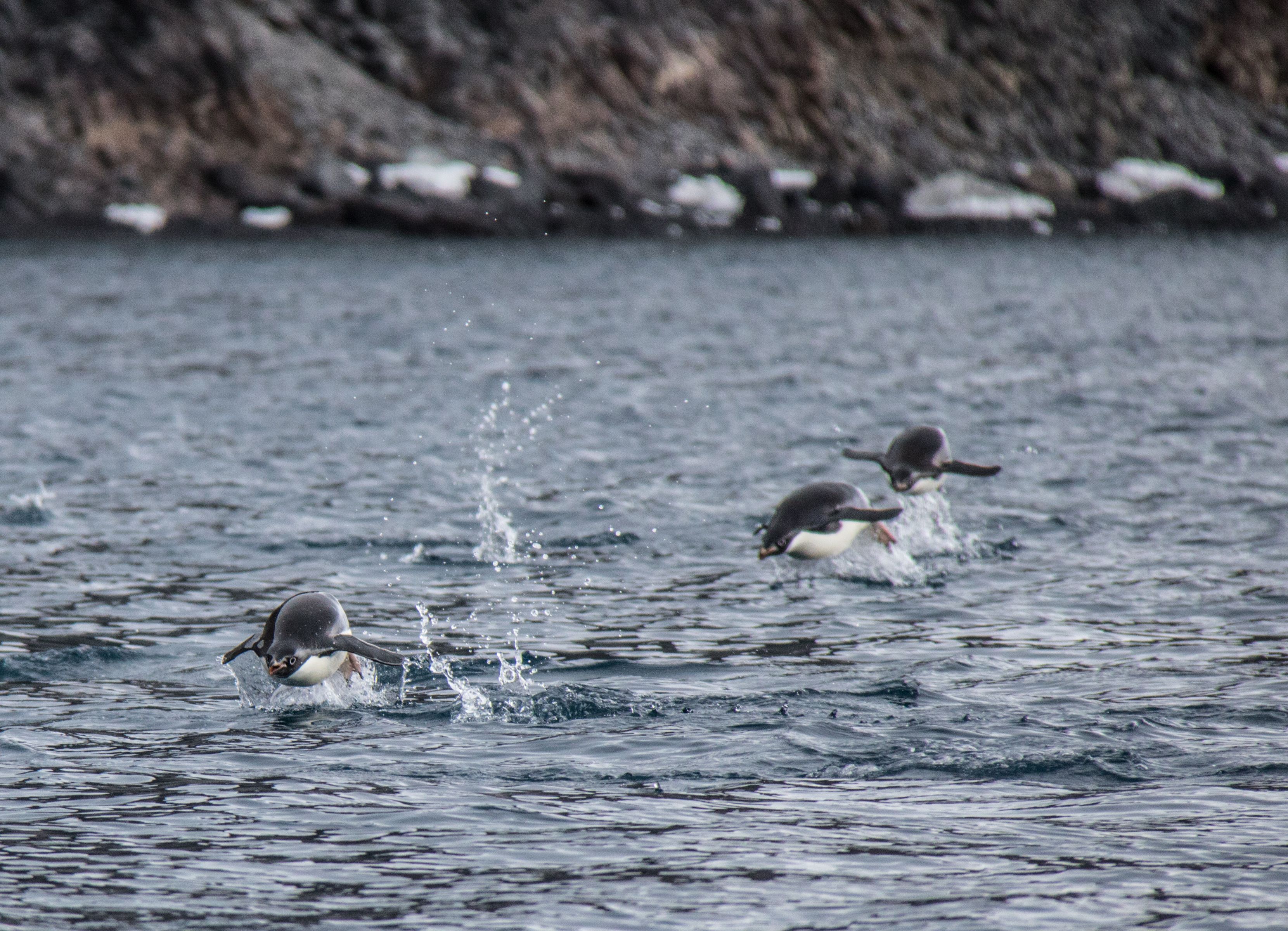 Penguins on the Shore · Free Stock Photo