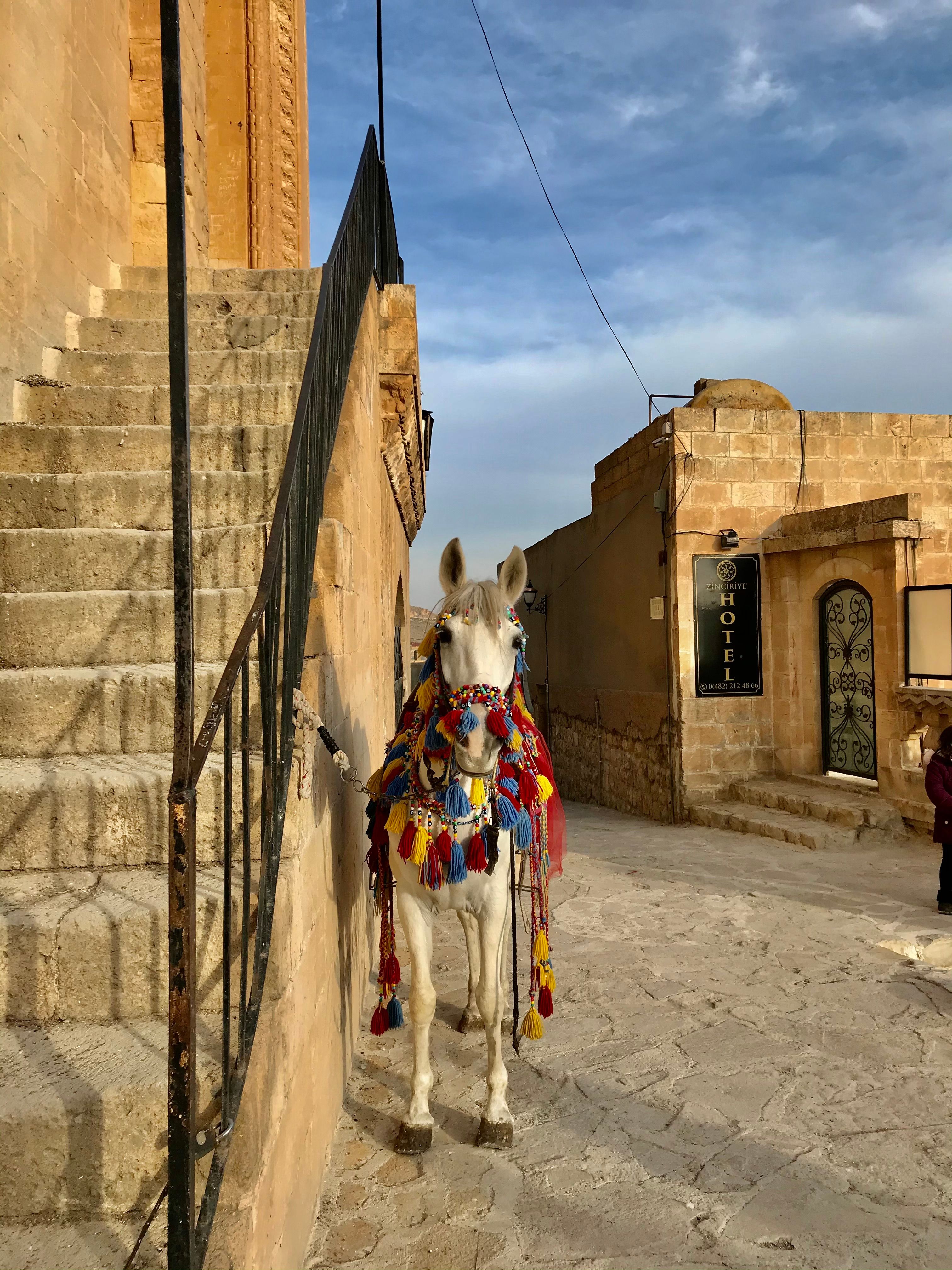 Horse Walking Up Stairs Photos, Download The BEST Free Horse Walking Up ...