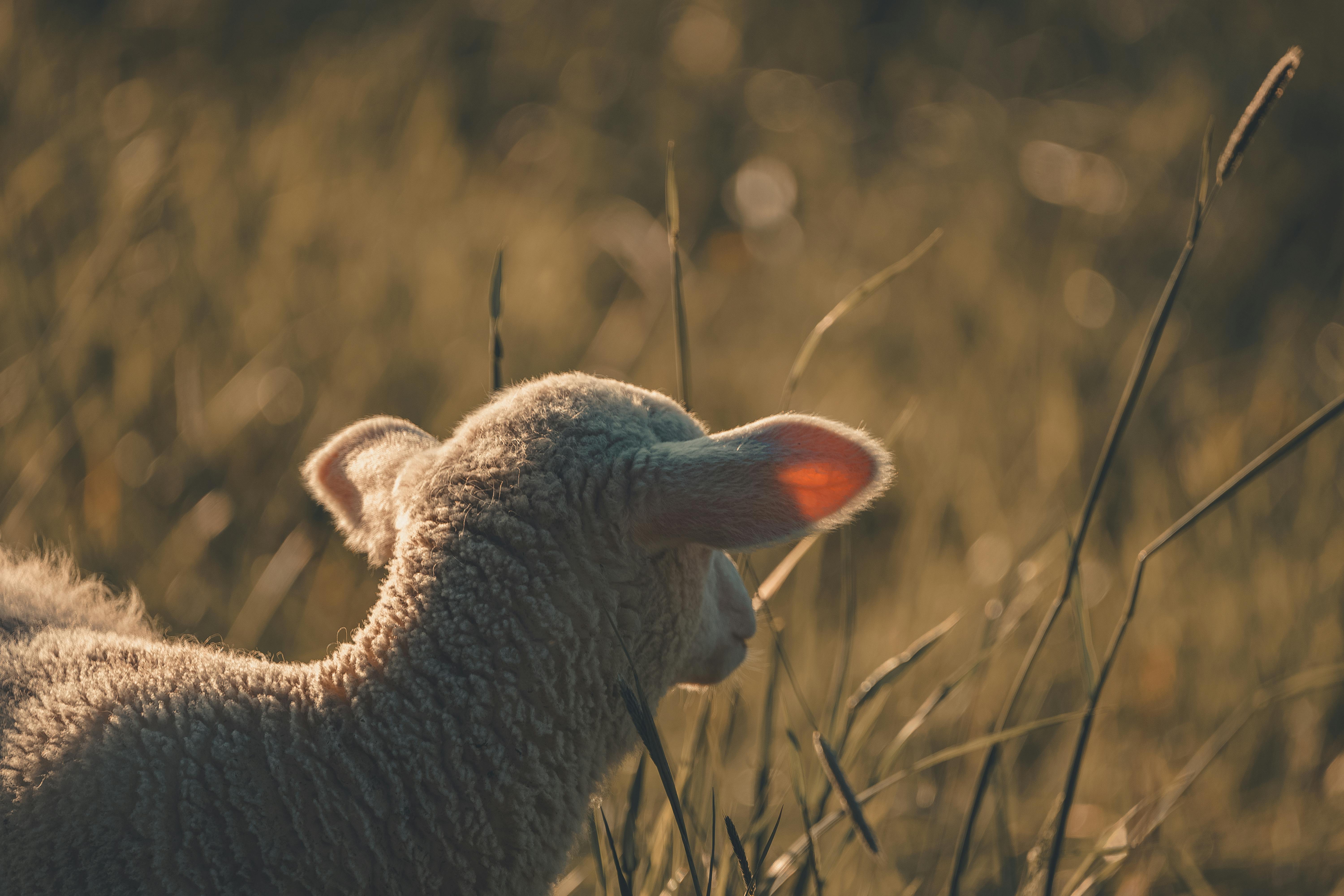 Close up of Sheep · Free Stock Photo
