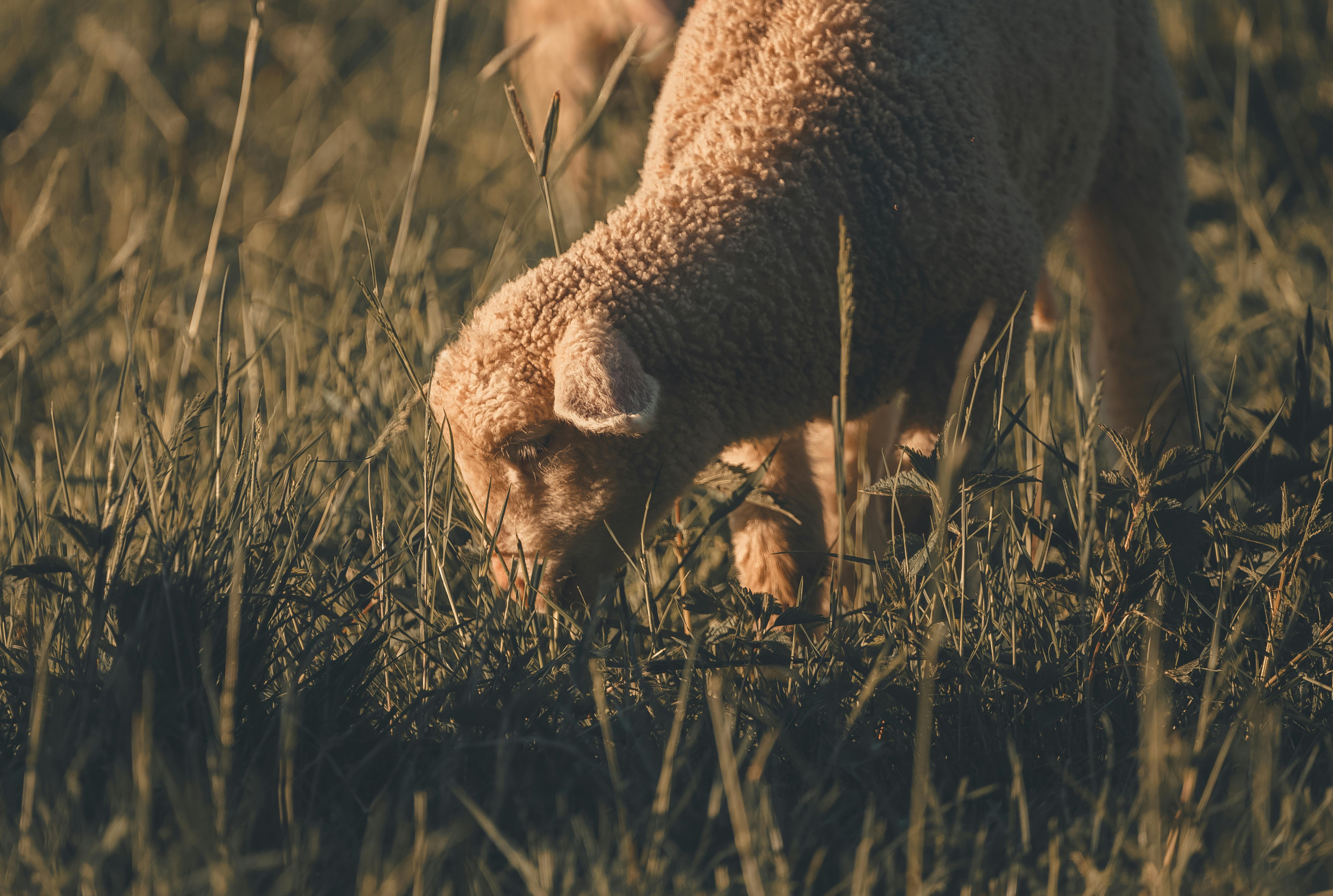 Photography Of Sheep · Free Stock Photo