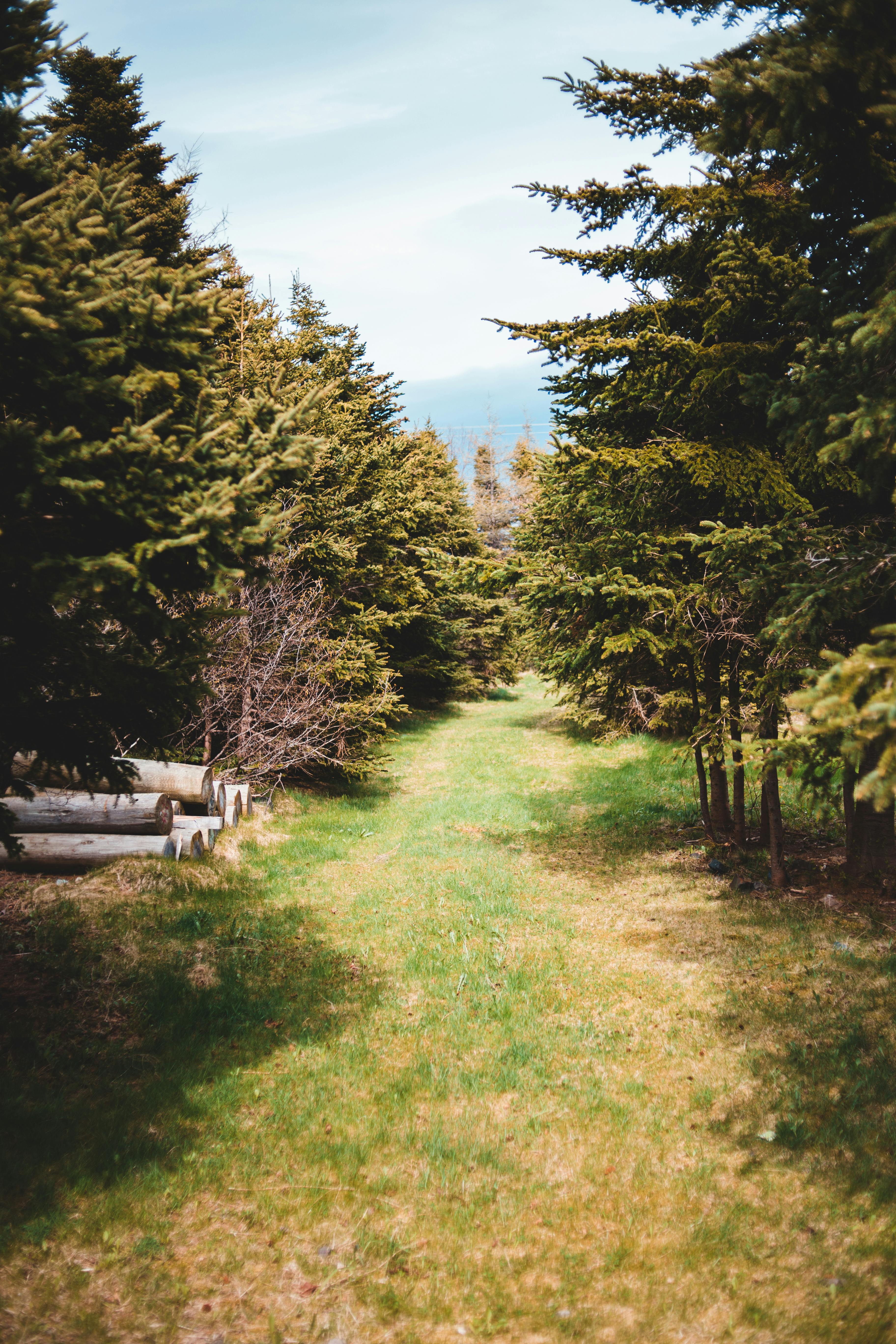A Footpath Between Trees · Free Stock Photo