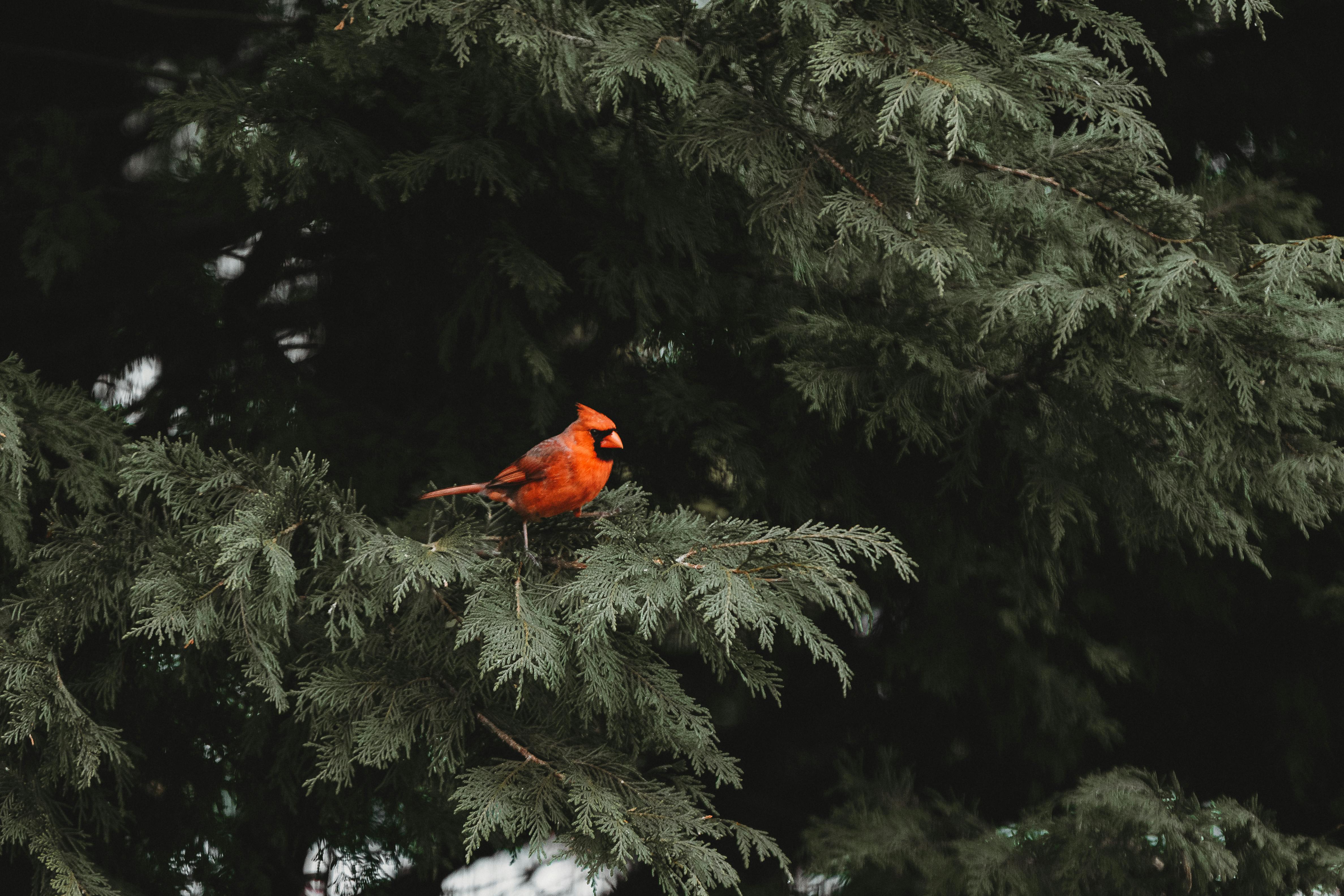 Cardinal Bird Photos, Download The BEST Free Cardinal Bird Stock Photos ...