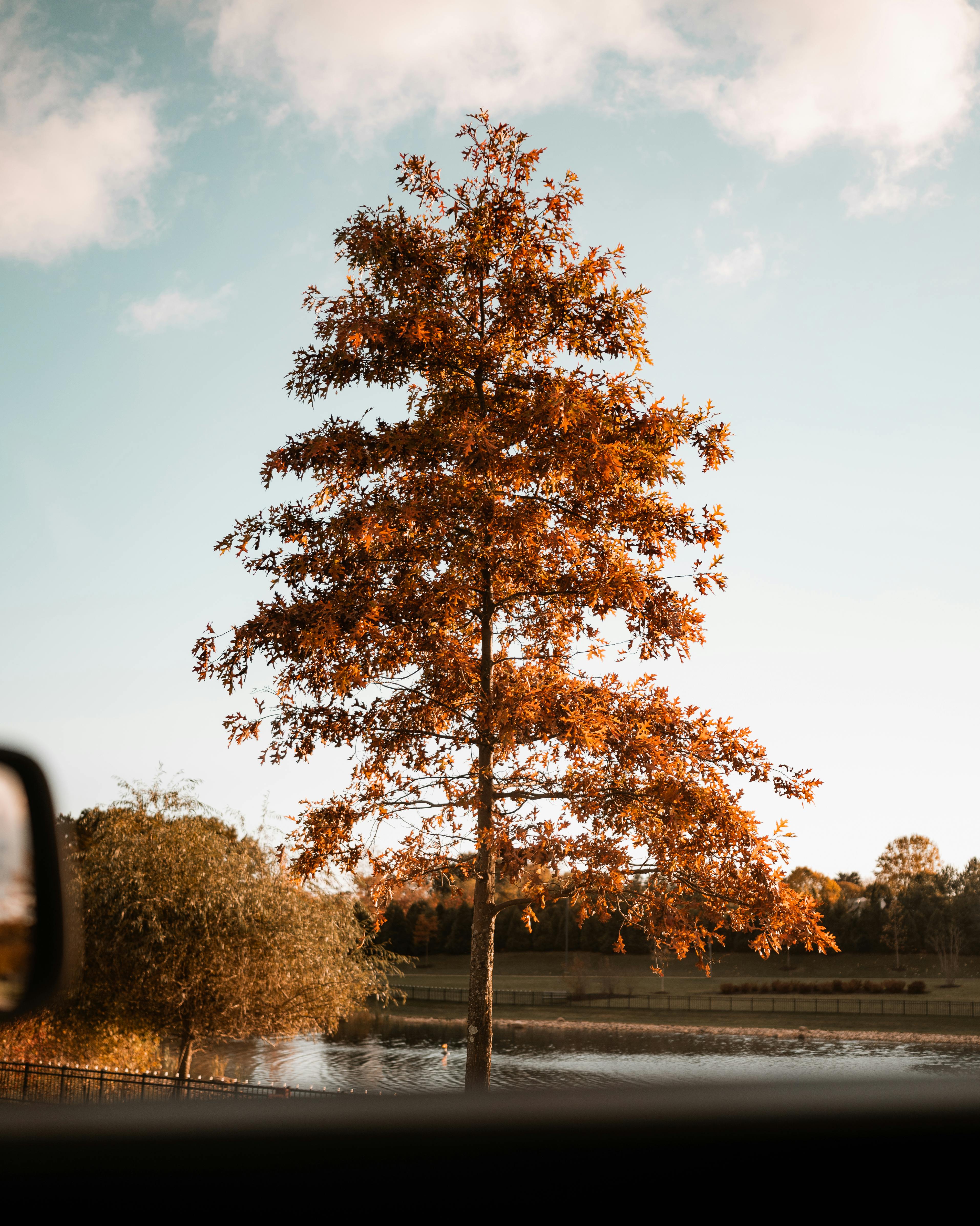A Tall Tree · Free Stock Photo