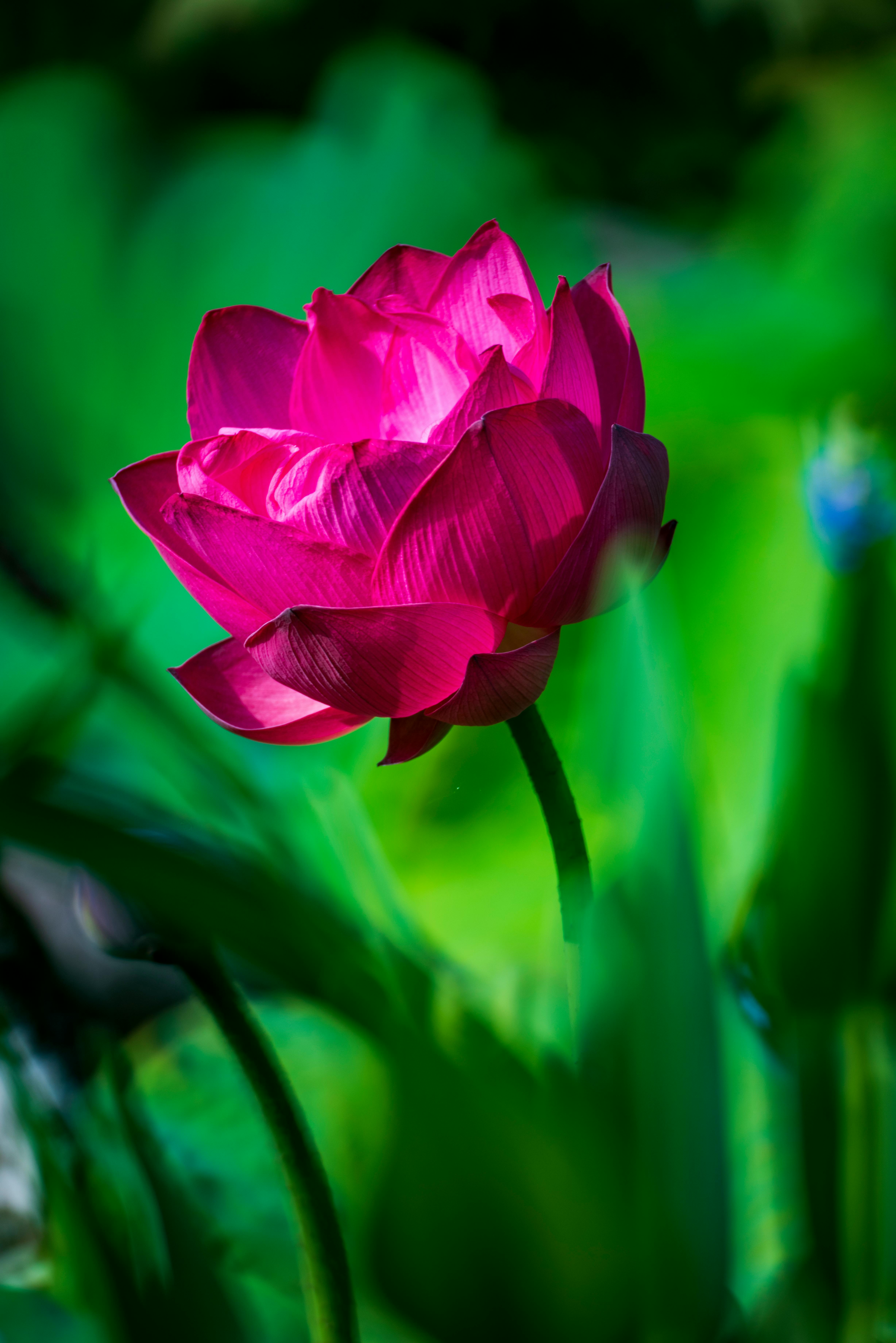 Scanned Flower Petals · Free Stock Photo