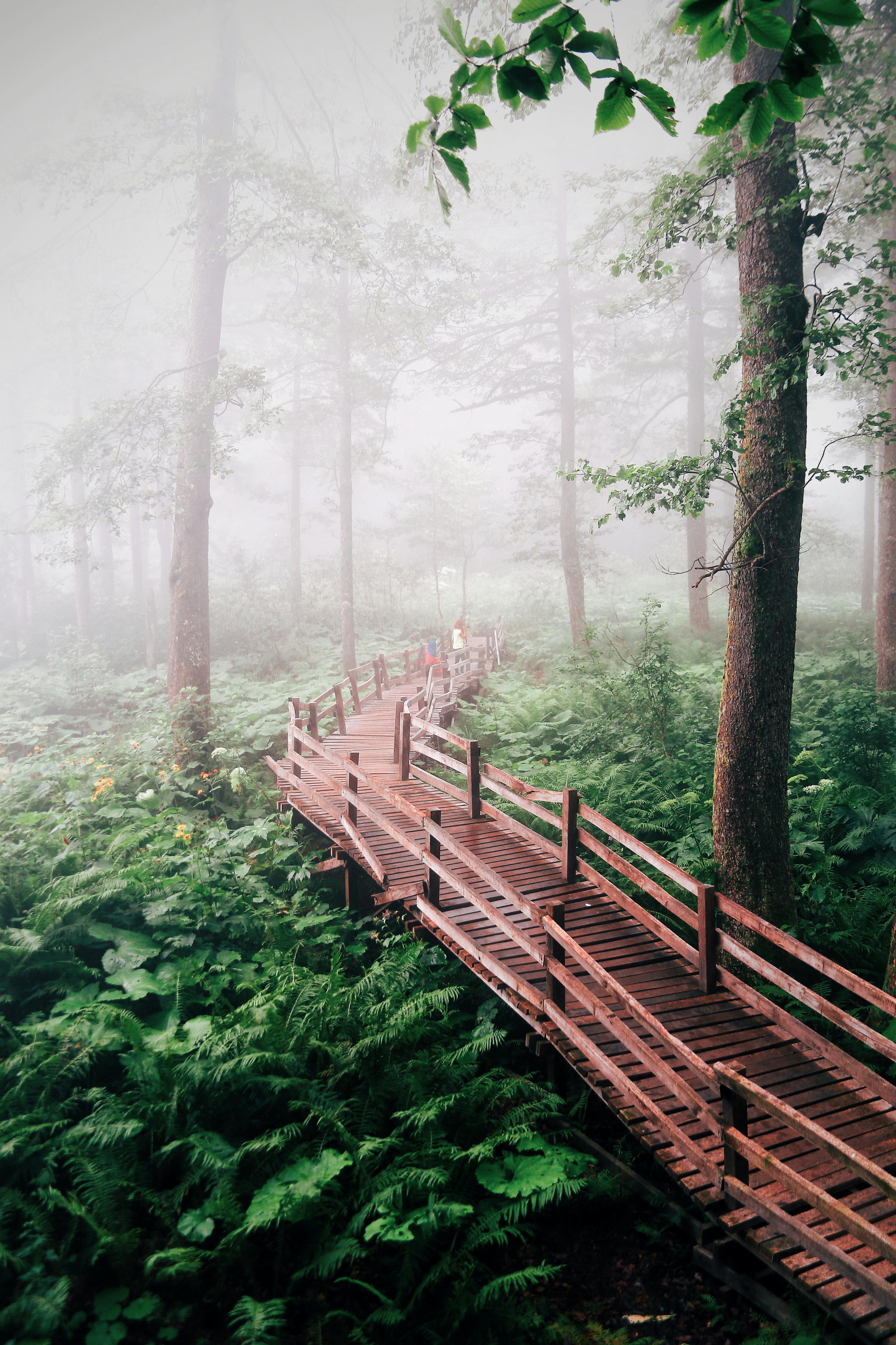 Pathway Bridges Photos, Download The BEST Free Pathway Bridges Stock ...