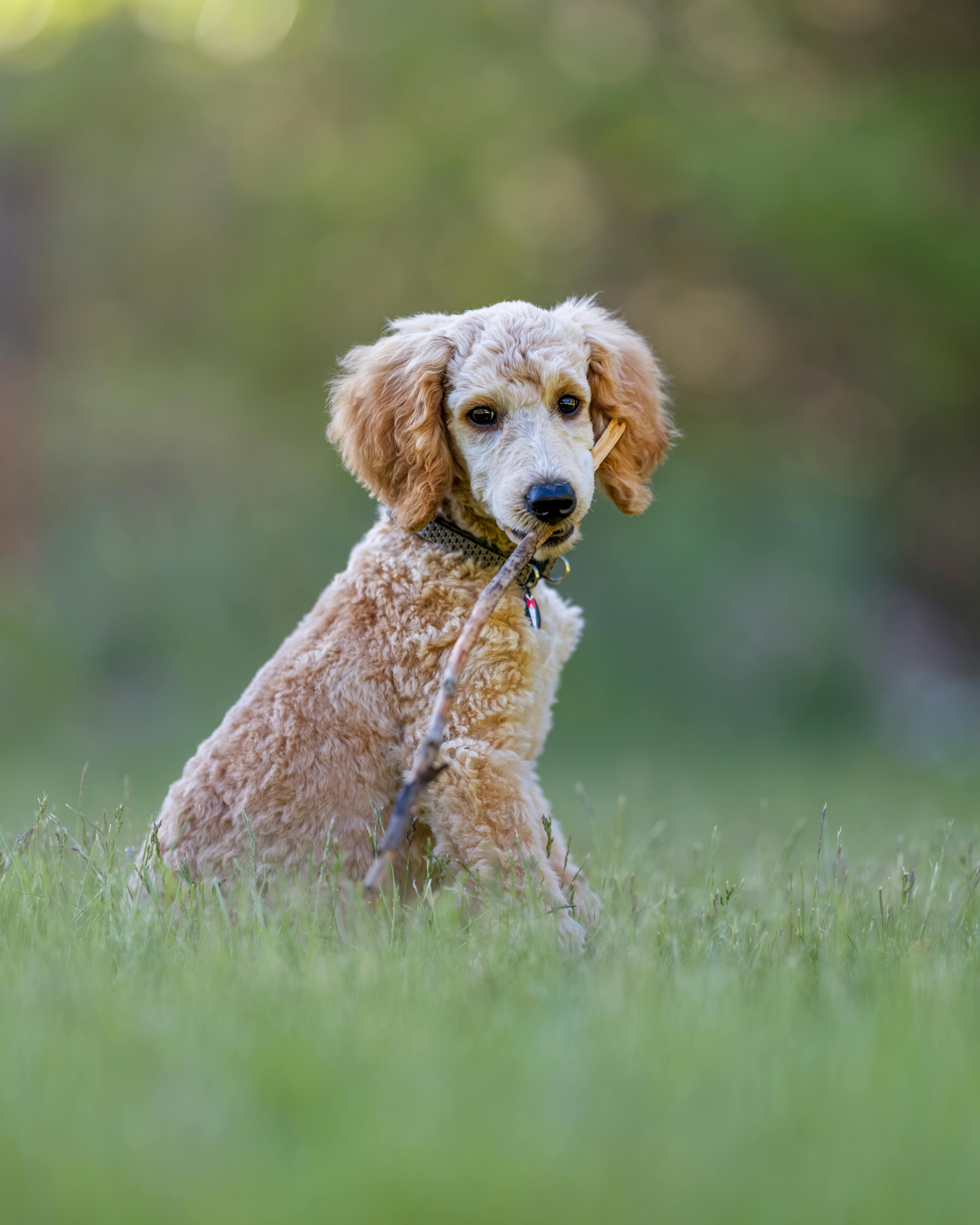 200+ Best Poodle Photos · 100% Free Download · Pexels Stock Photos