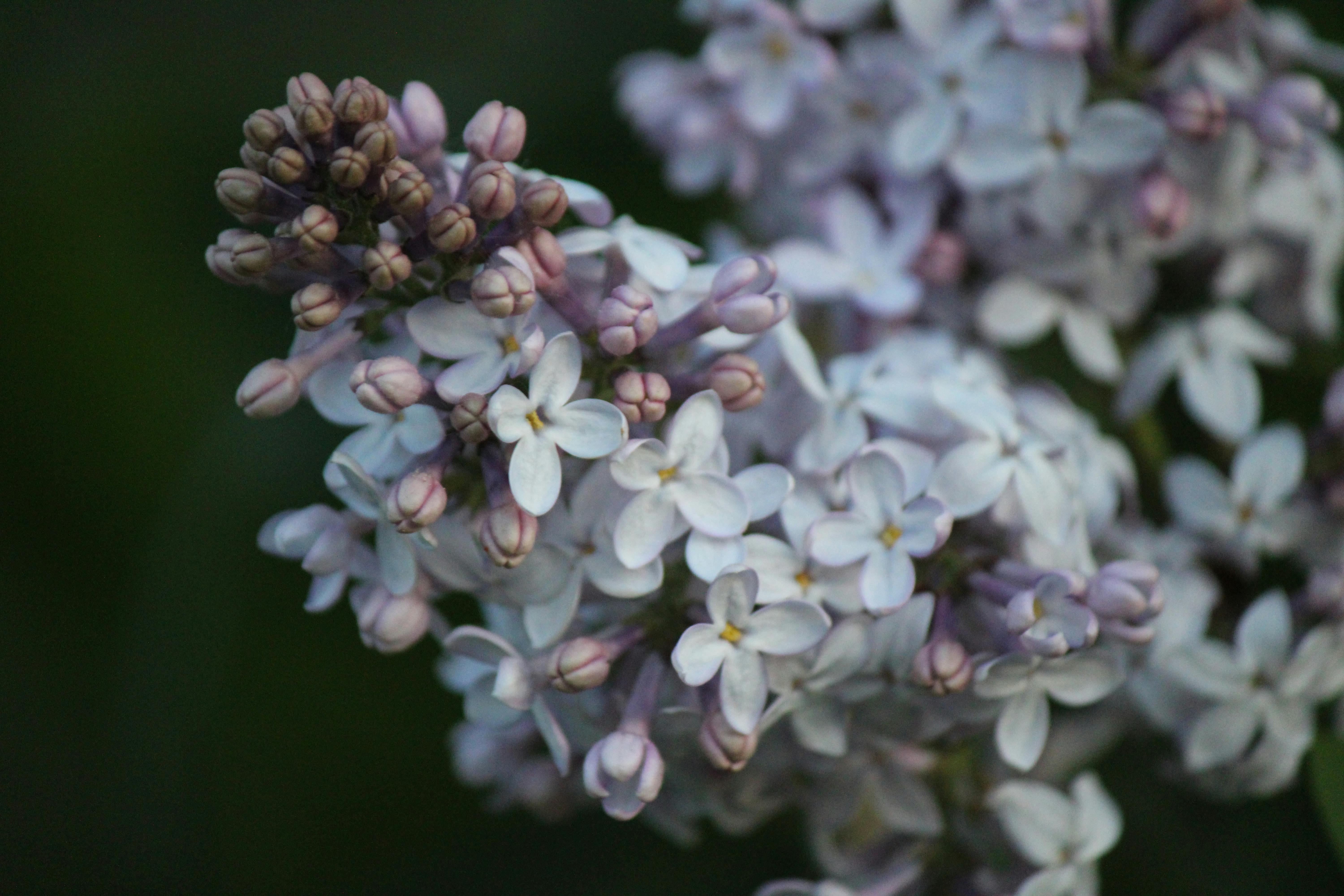 Close Up Photo of Common Lilac Flowers · Free Stock Photo