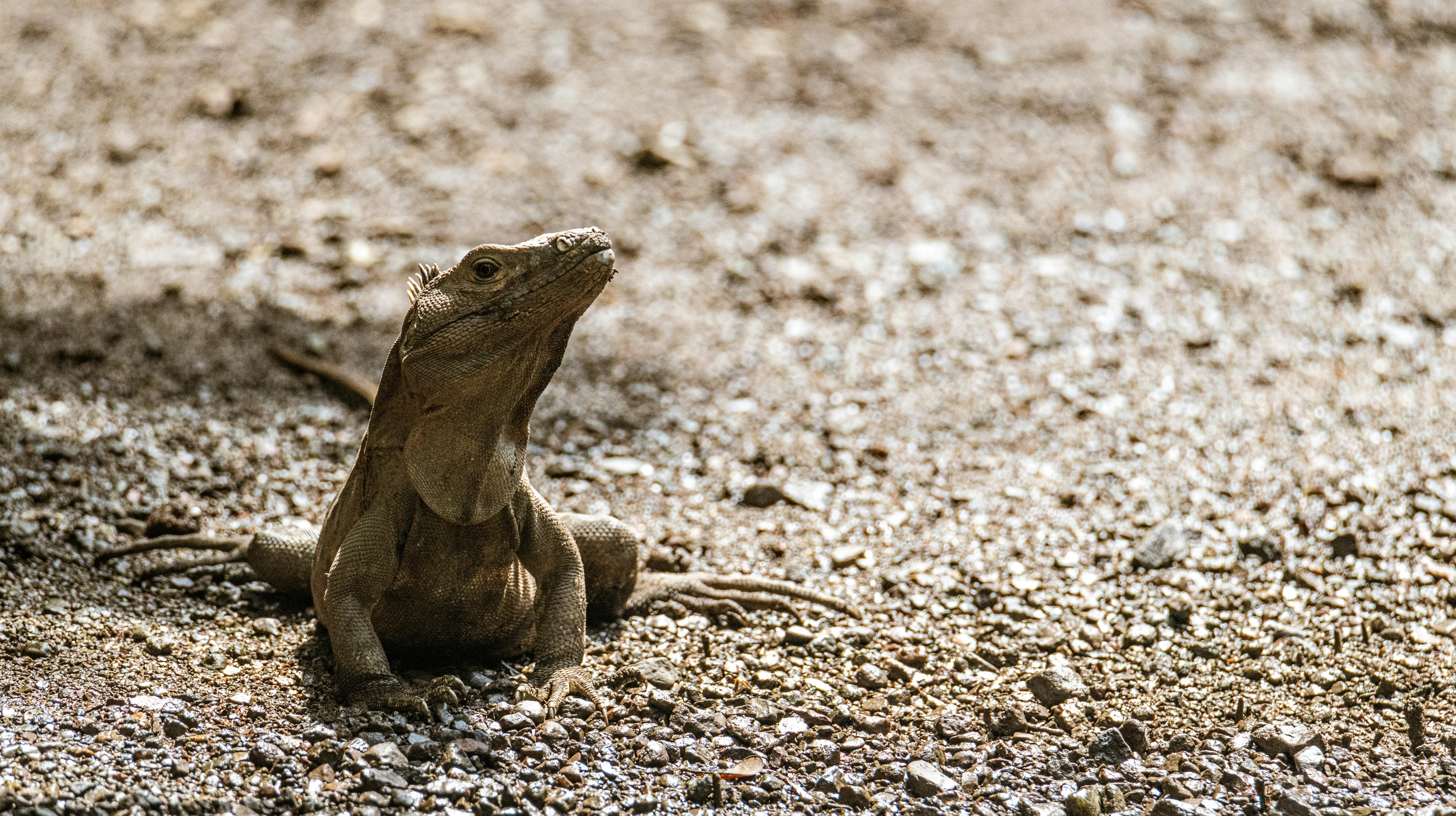Close-up Photo of an Iguana on Rocky Ground · Free Stock Photo
