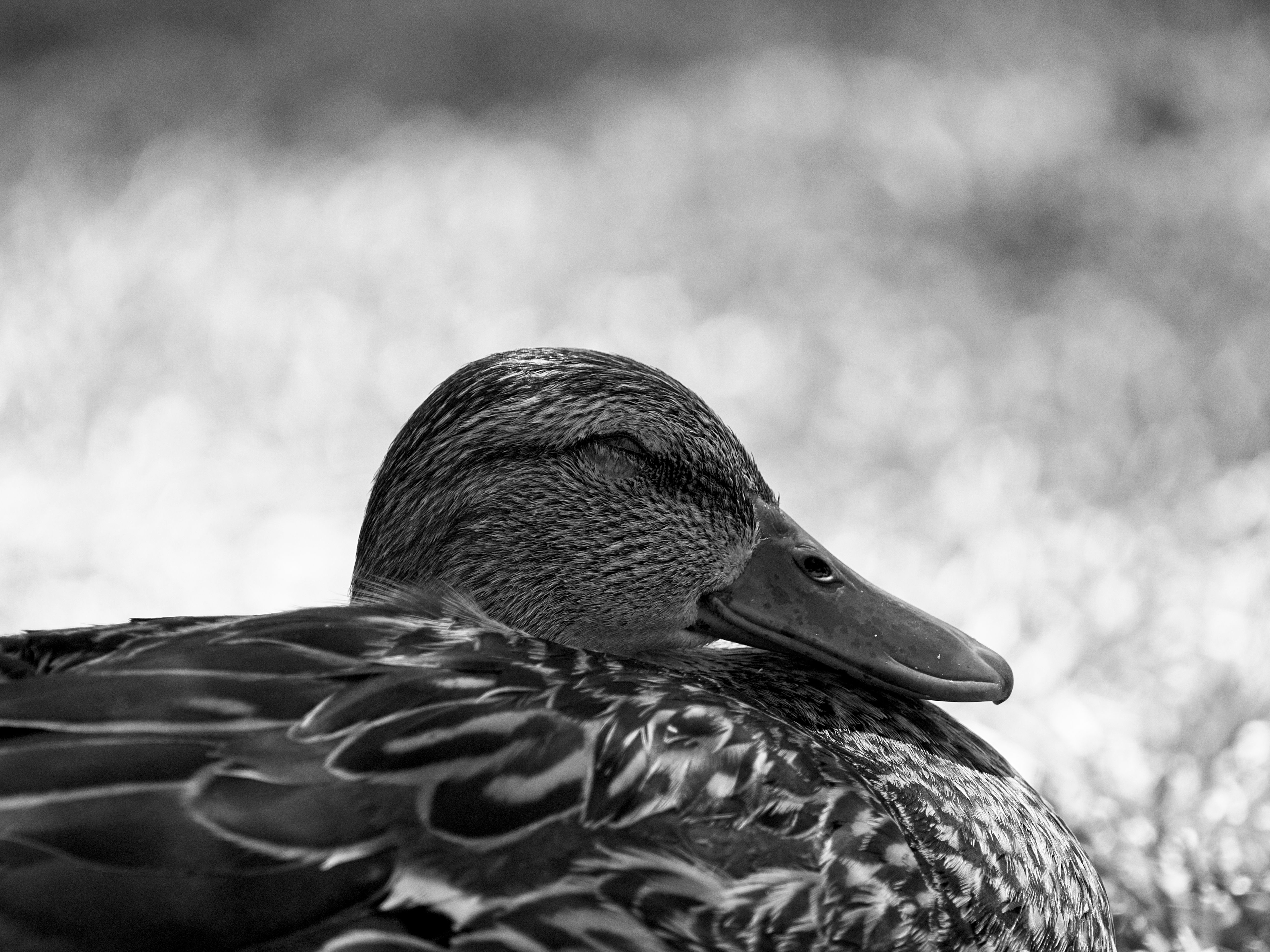 Grayscale Photo of a Sleeping Mallard · Free Stock Photo