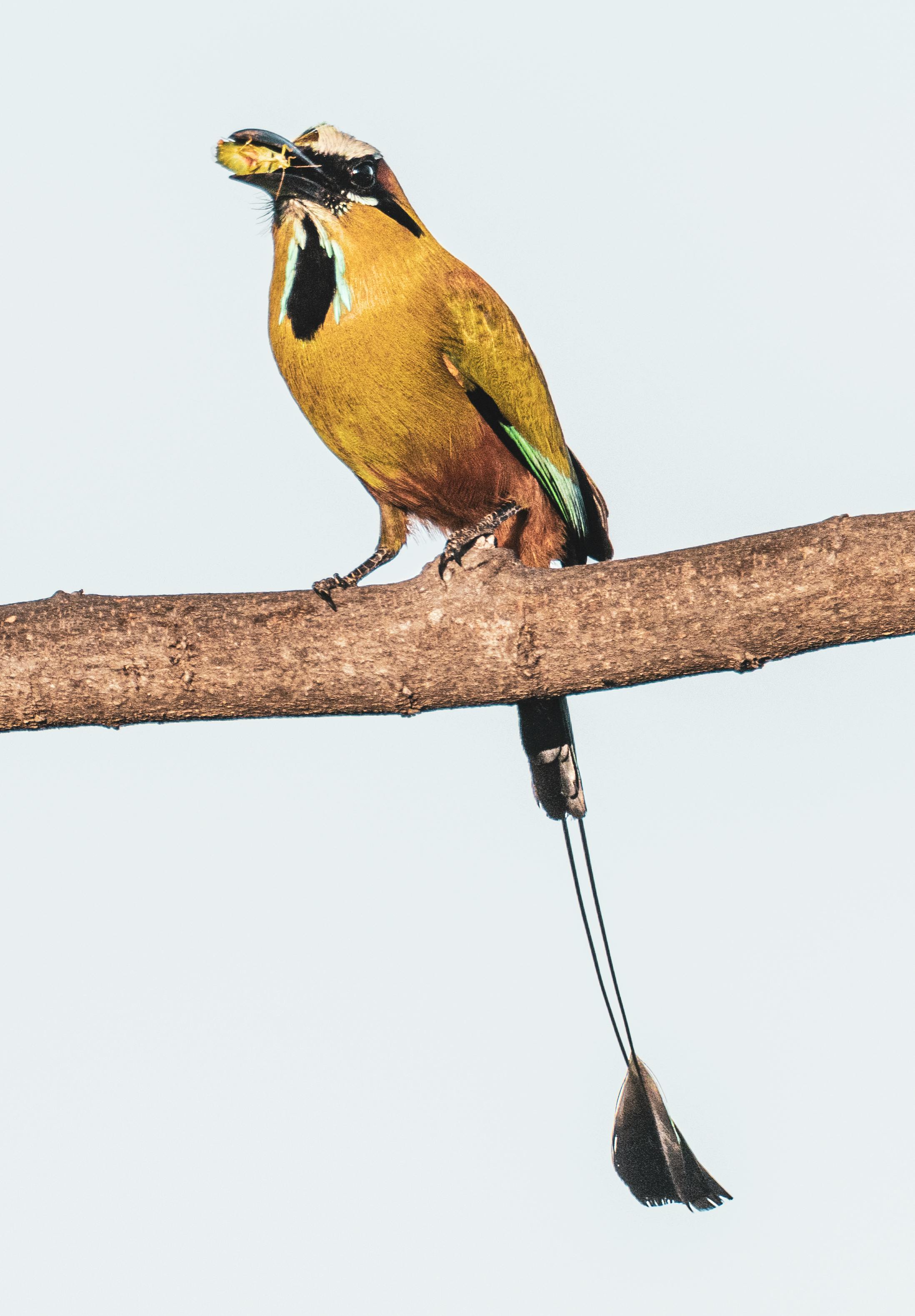 Torogoz Photos, Download The BEST Free Torogoz Stock Photos & HD Images