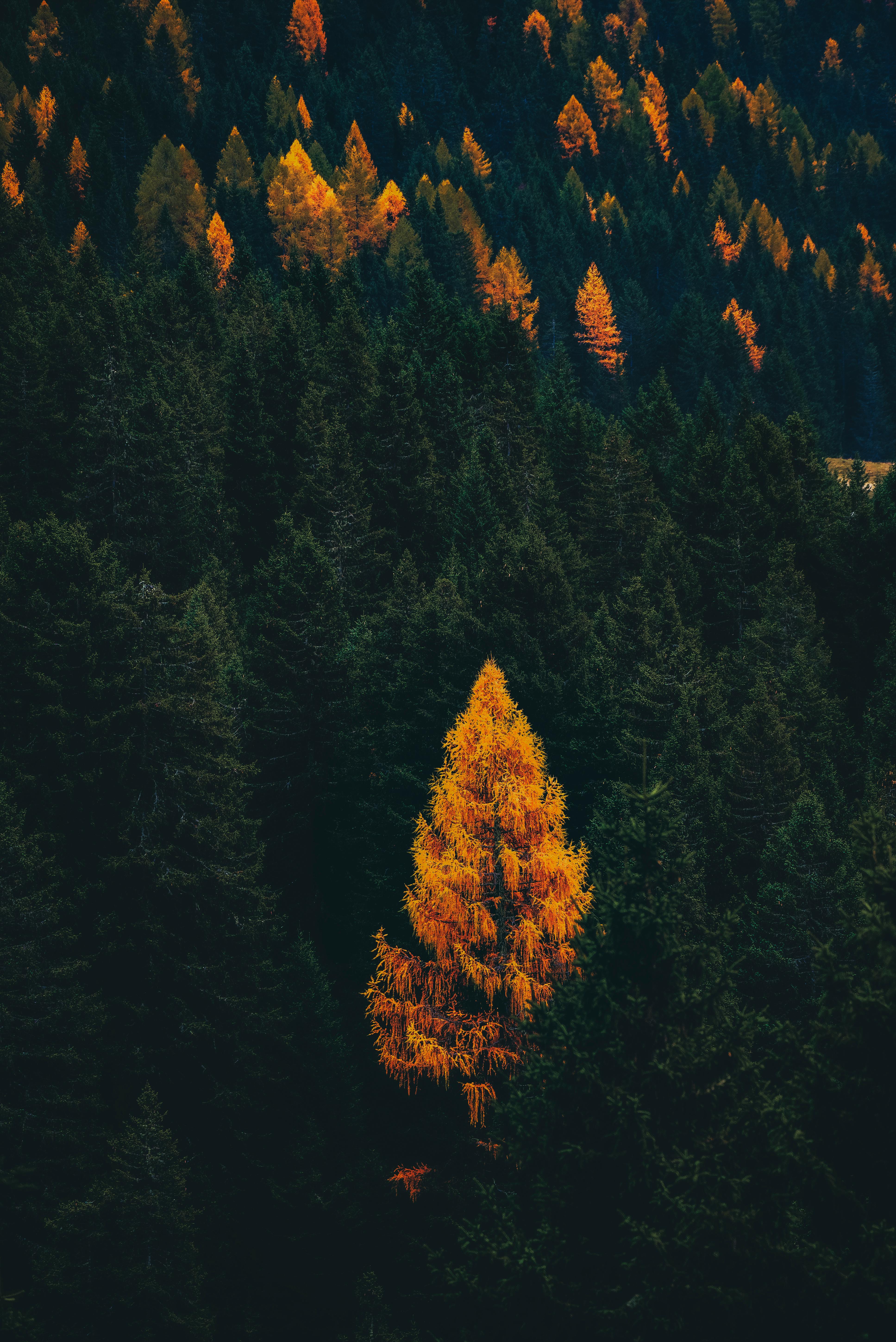 Photo of Green and Orange Trees in a Forest · Free Stock Photo