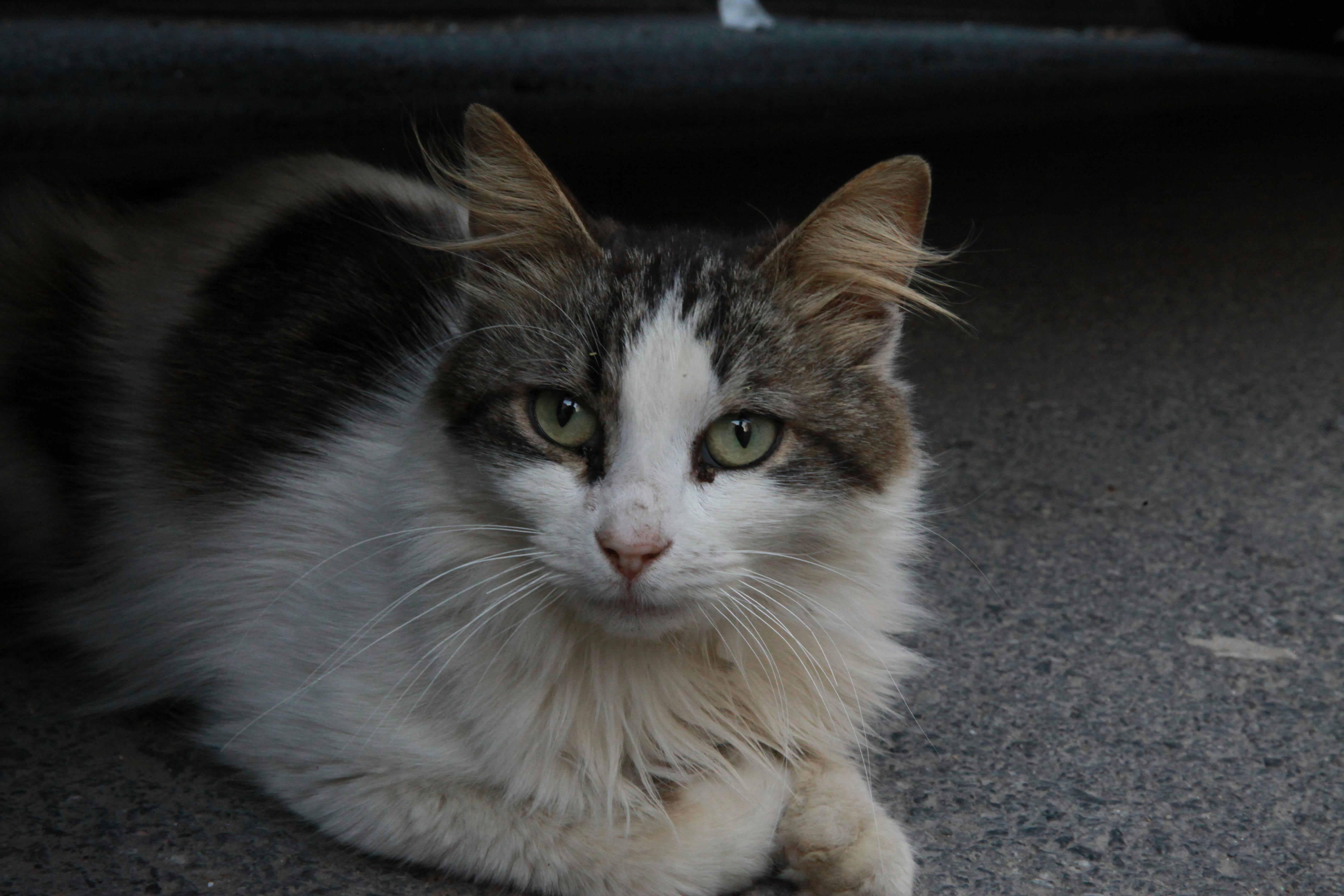 A Cat With Heterochromia · Free Stock Photo