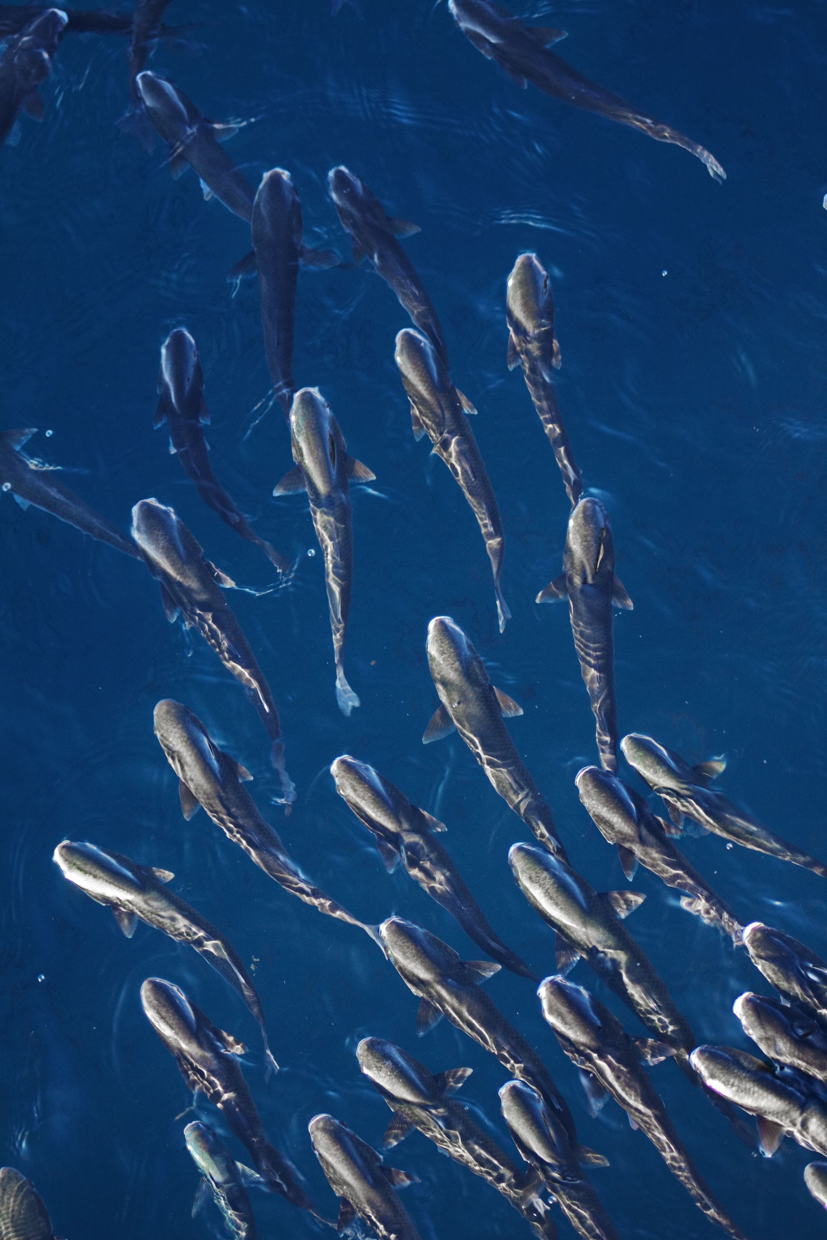 Whale Shark Swimming with Small Fishes · Free Stock Photo
