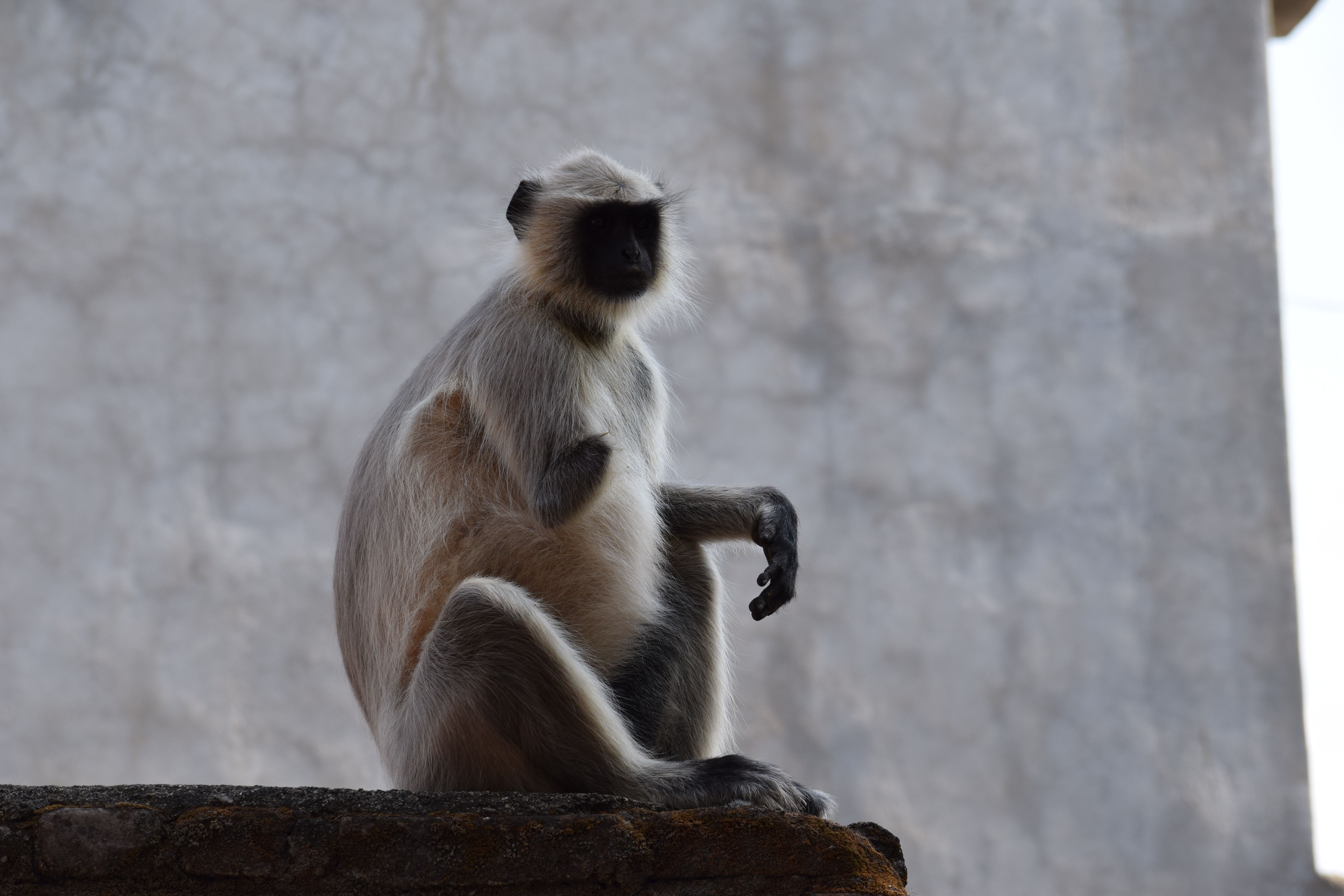 Brown and Black Monkey Sitting on Brown Wooden Log · Free Stock Photo