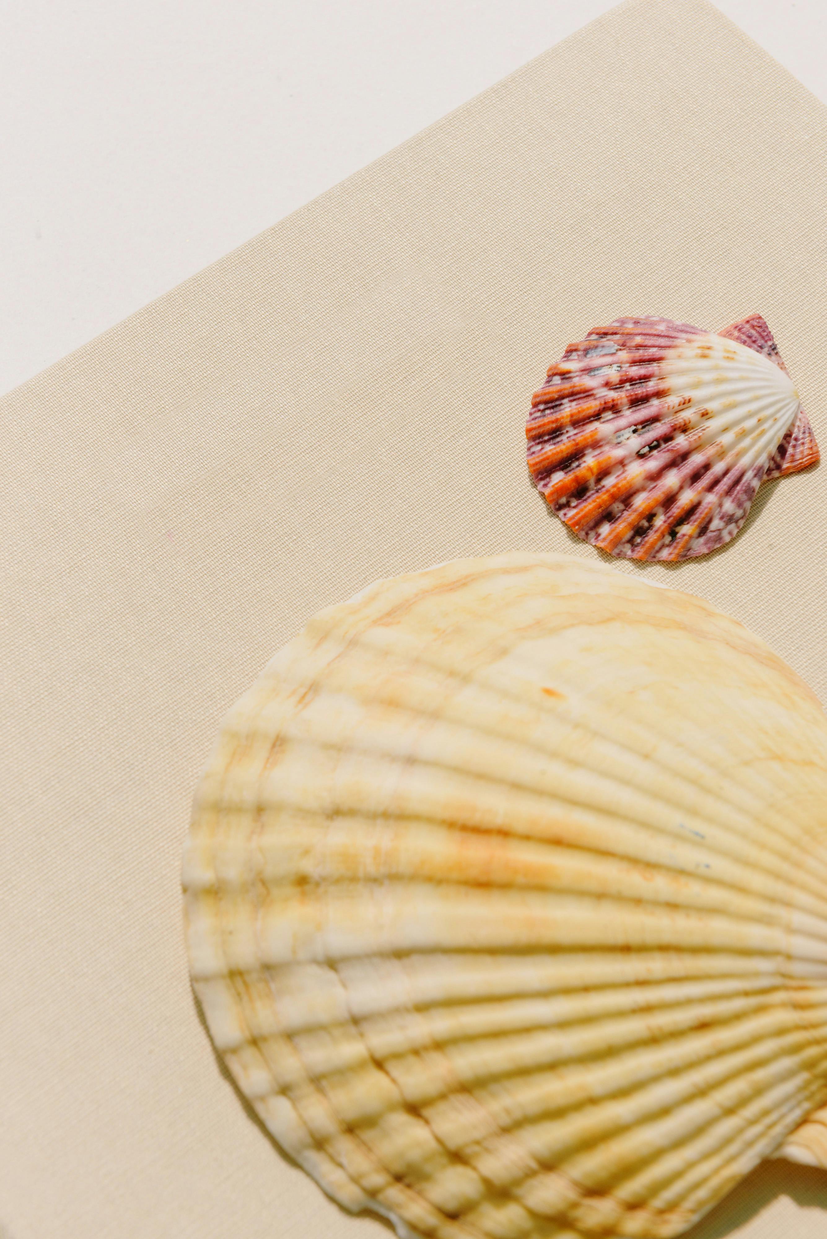 A Close-Up Shot of a Variety of Seashells · Free Stock Photo