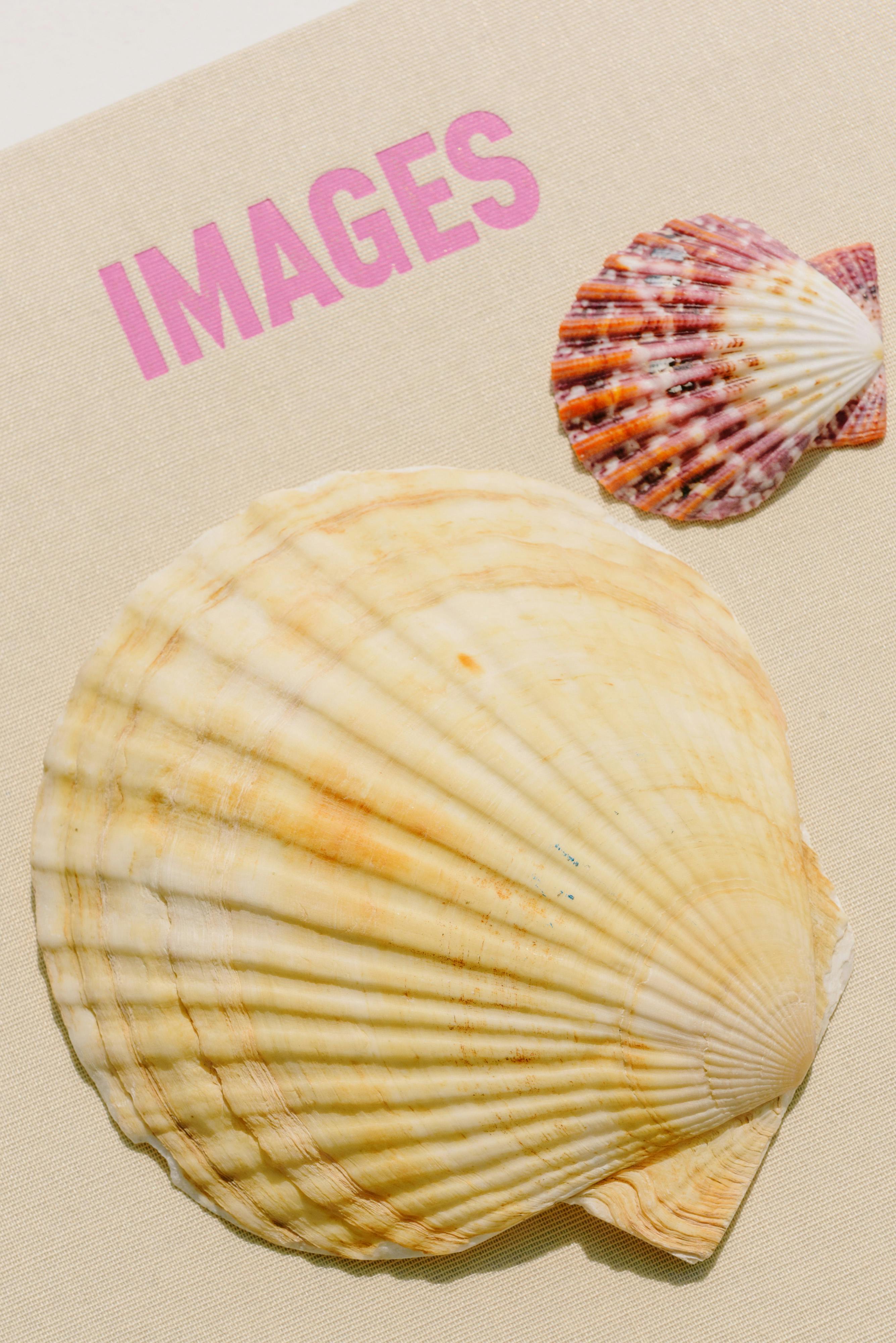 Close up of Two Seashells · Free Stock Photo