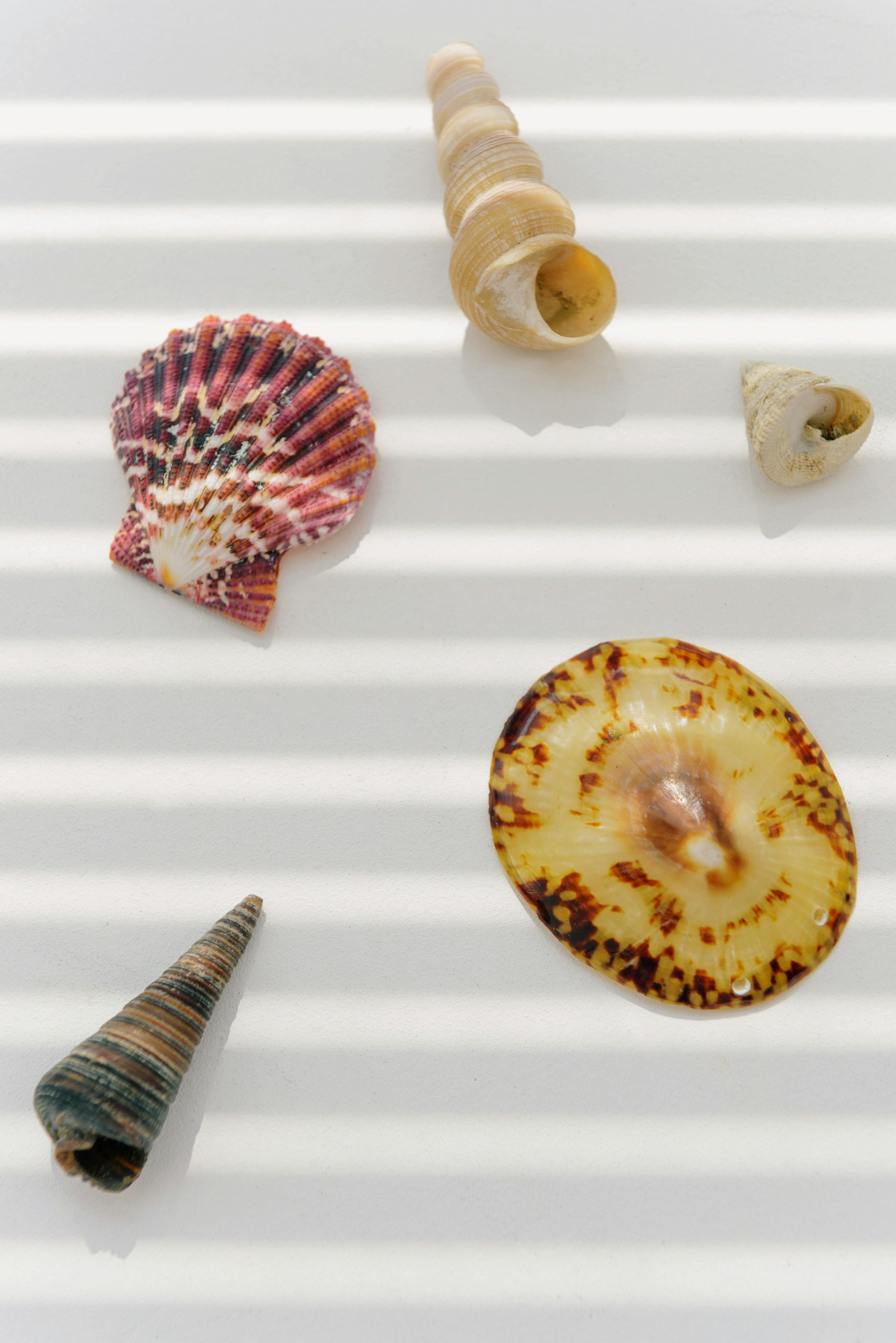 Different Shape and colour Seashells · Free Stock Photo