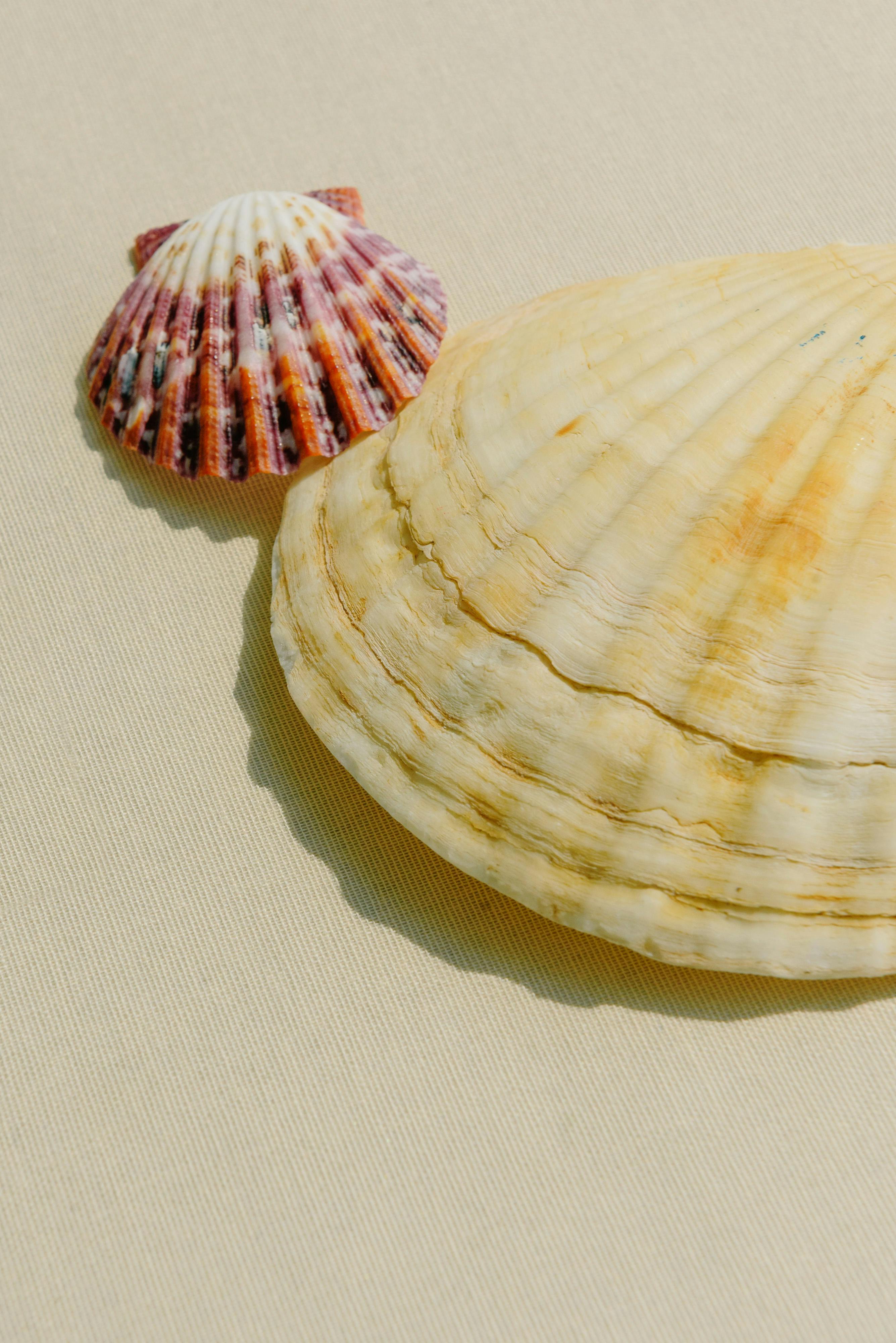 Colored Sea Shells Photos, Download The BEST Free Colored Sea Shells ...