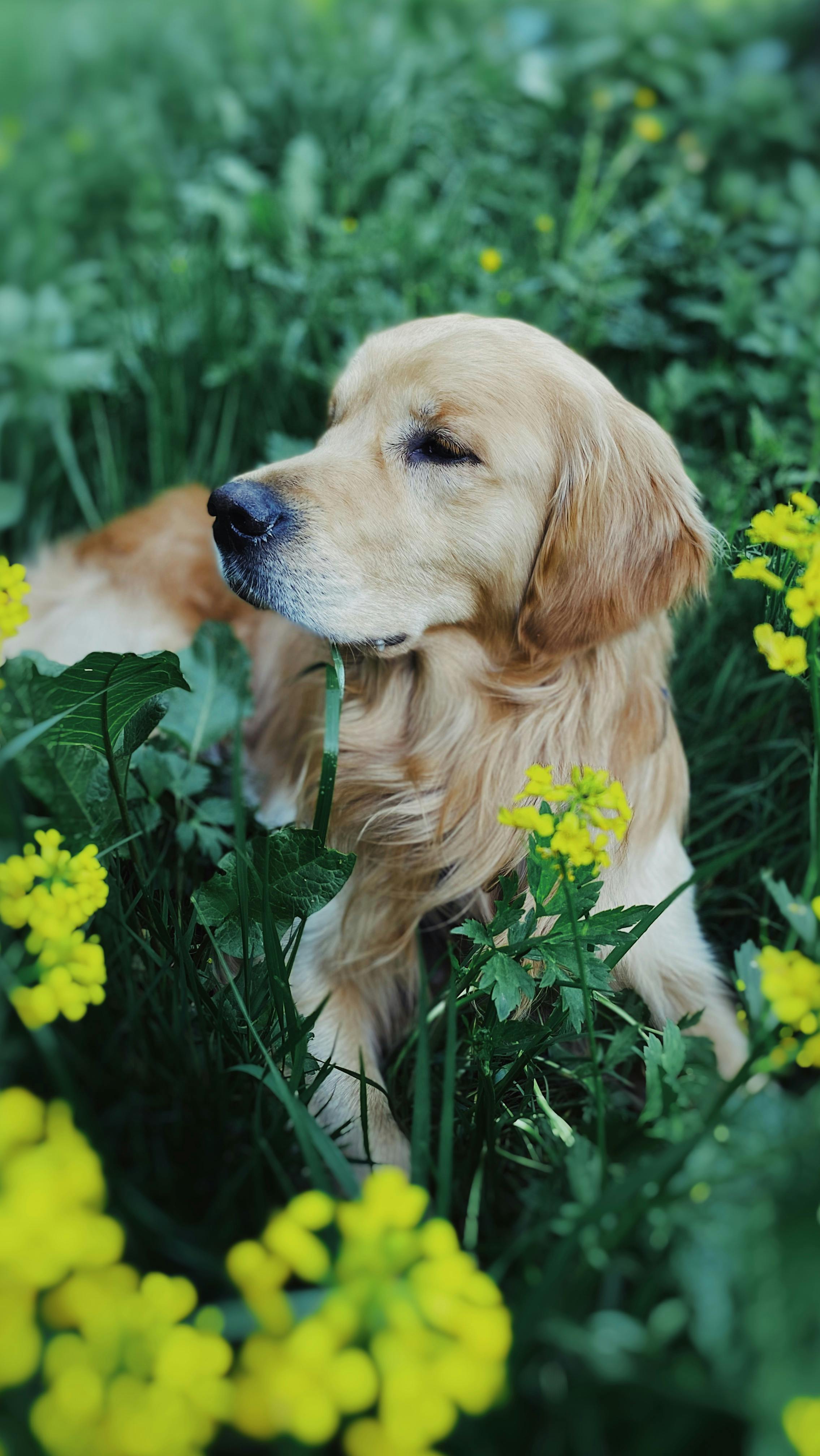 10,000+ Best Golden Retrievers Photos · 100% Free Download · Pexels ...