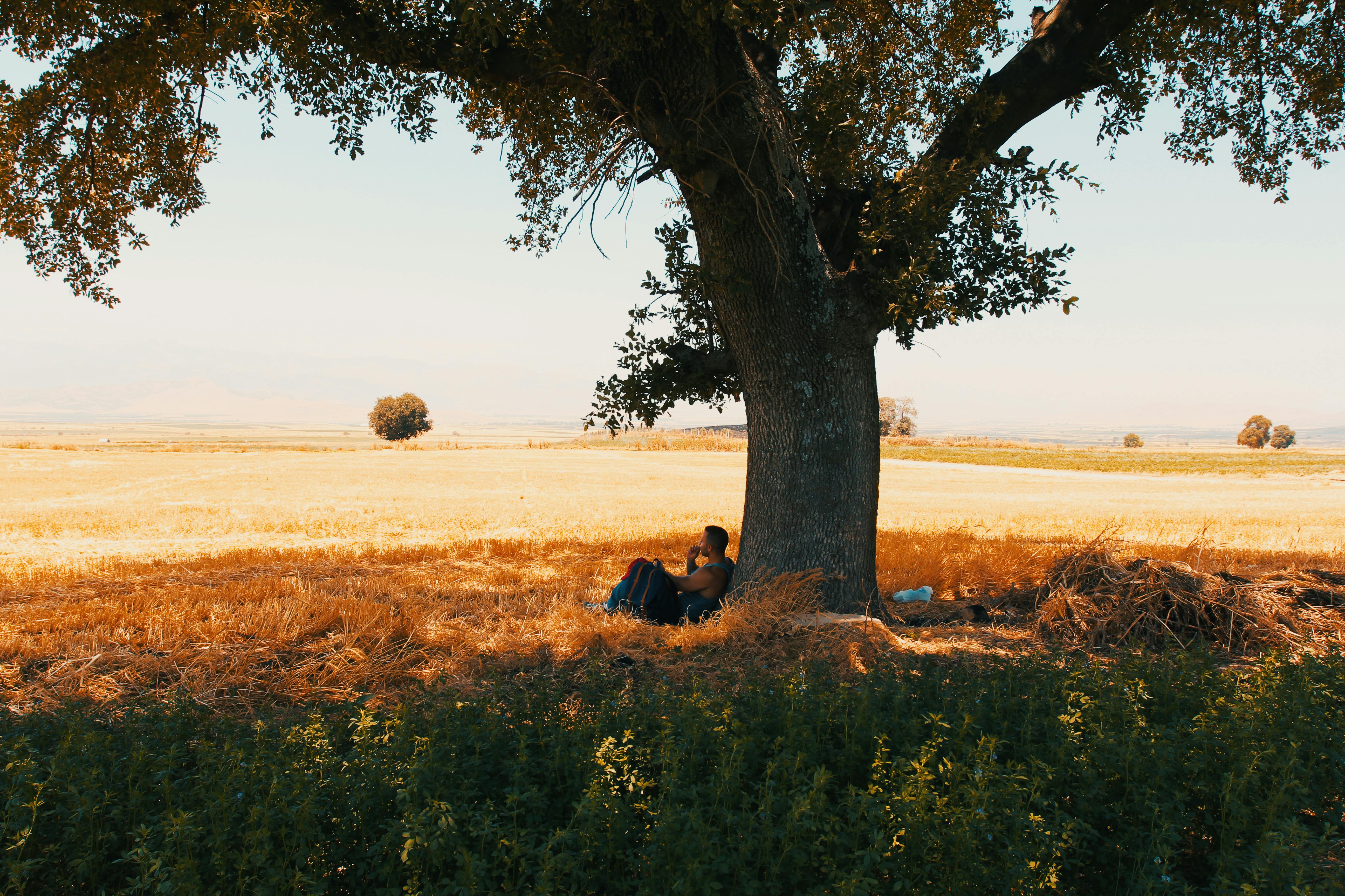 A Man Sitting Under the Tree · Free Stock Photo