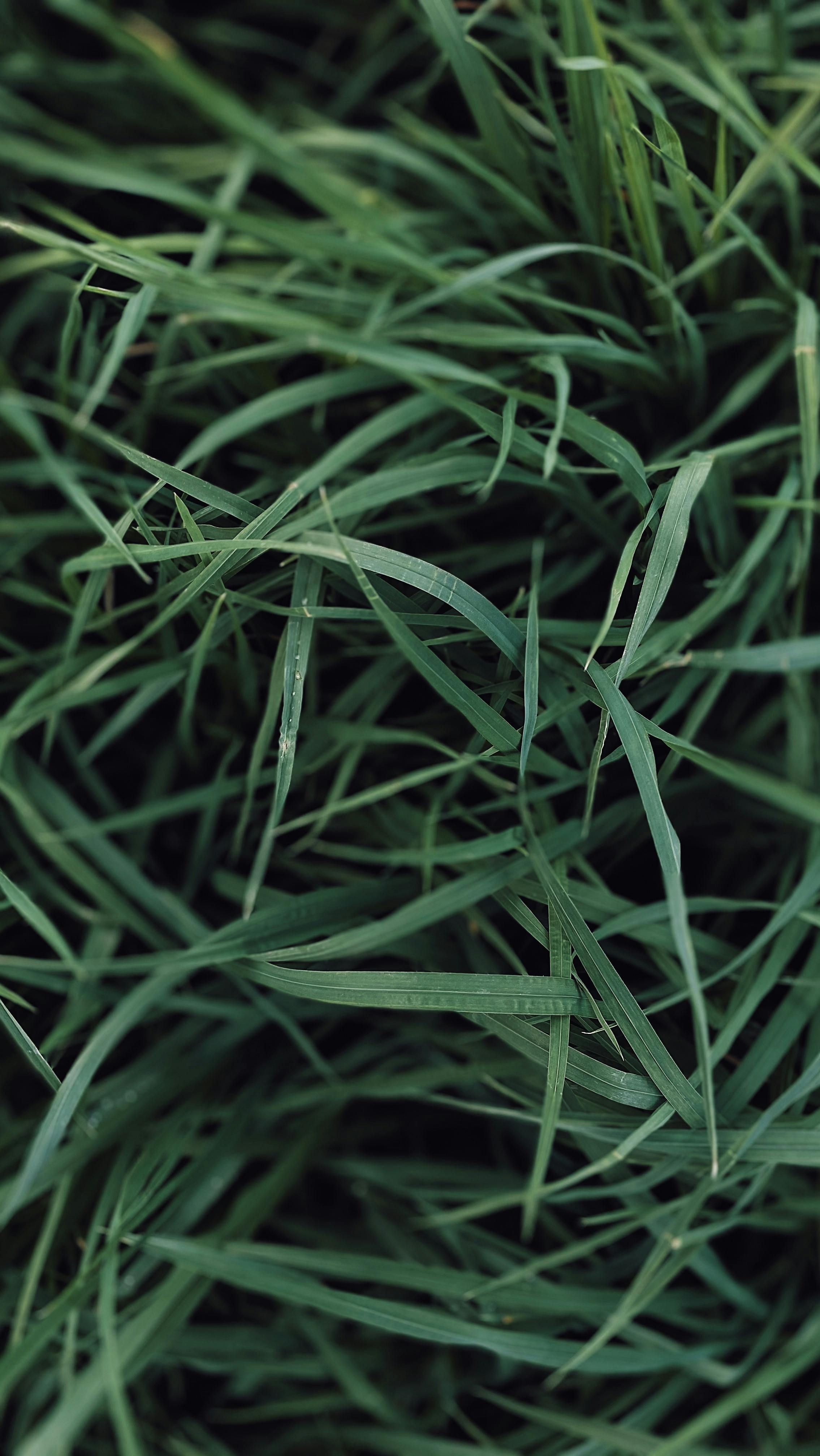 100,000+ Best Grass Texture Photos · 100% Free Download · Pexels Stock ...