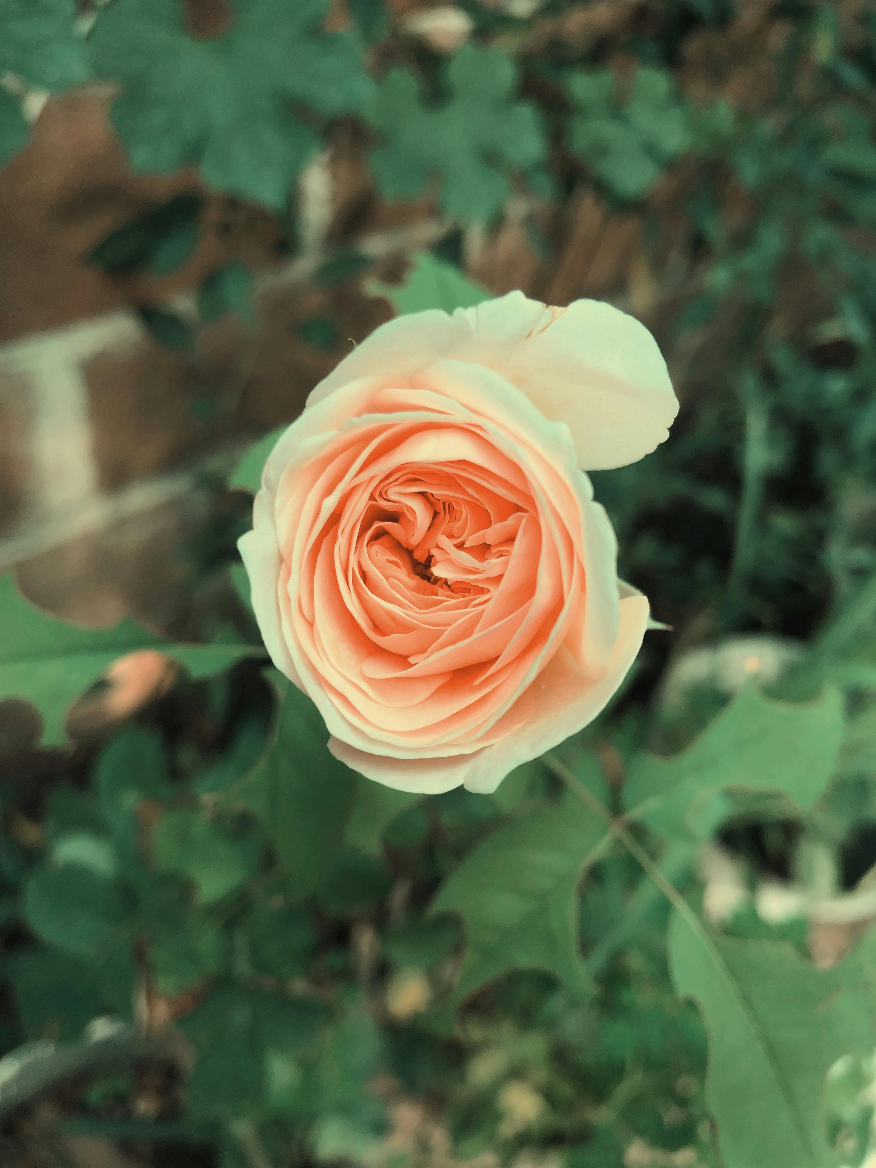 Peach Rose in Bloom · Free Stock Photo