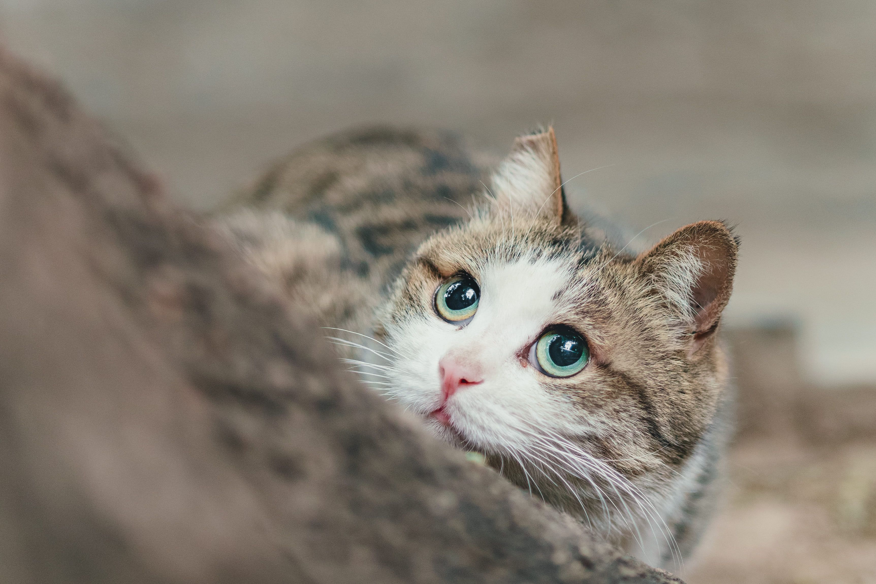 Close Up Shot of a Cat · Free Stock Photo