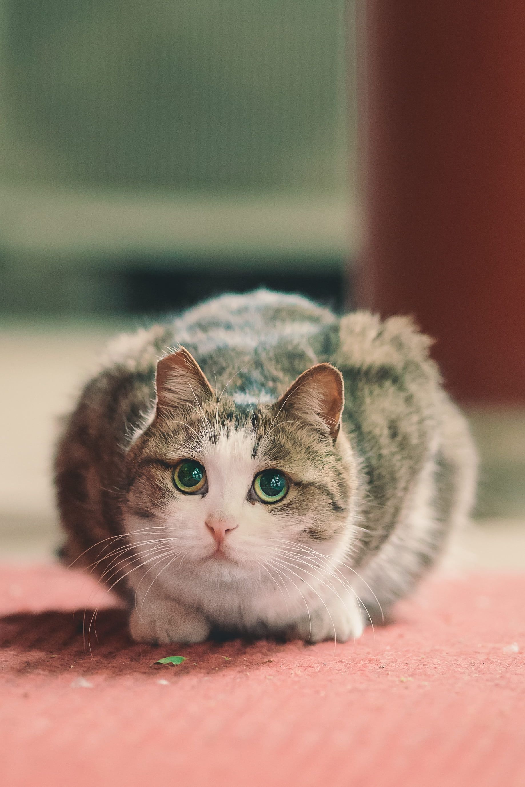 Photo of a Lying Cat · Free Stock Photo