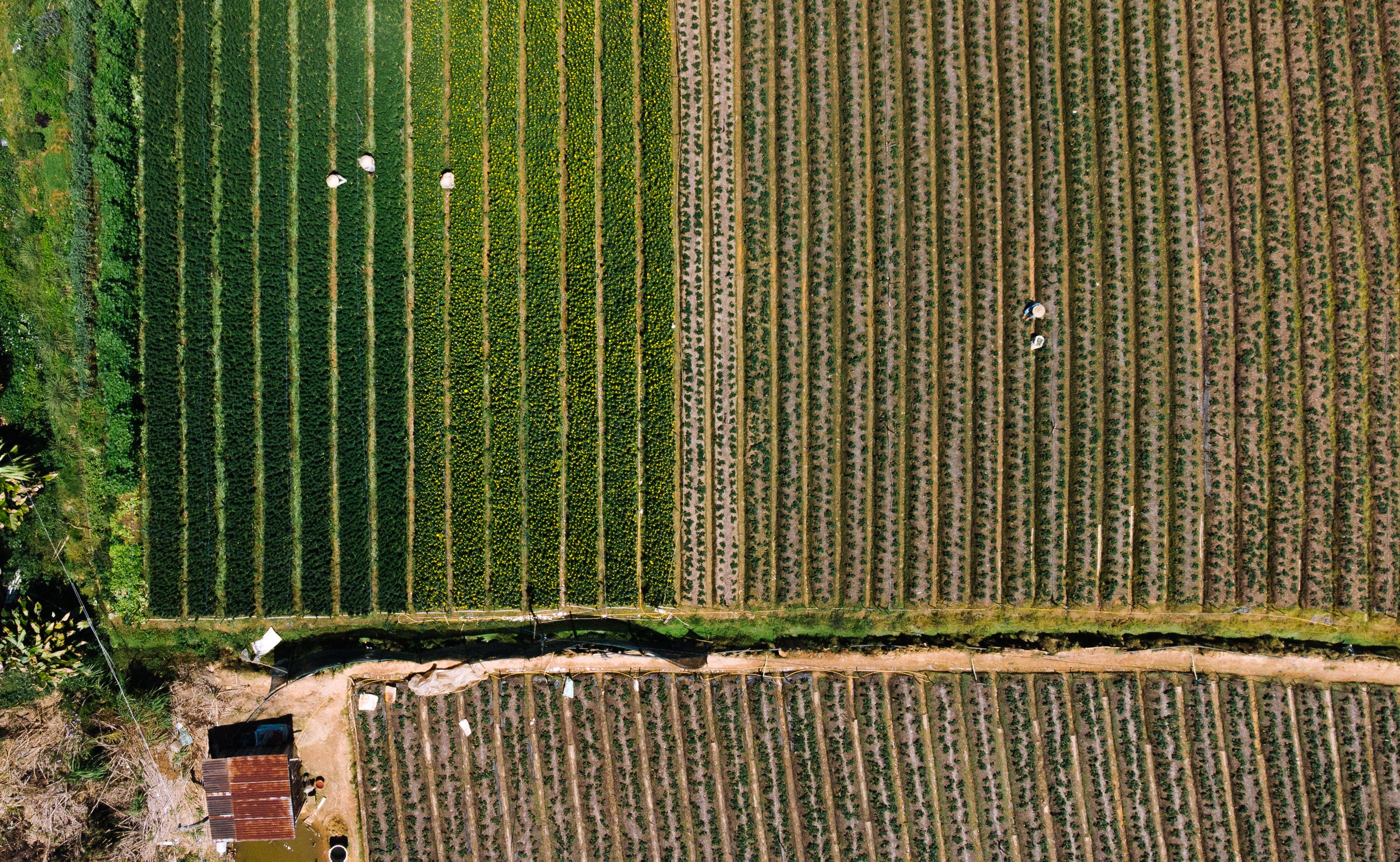 Drone Flying above Plantations · Free Stock Photo